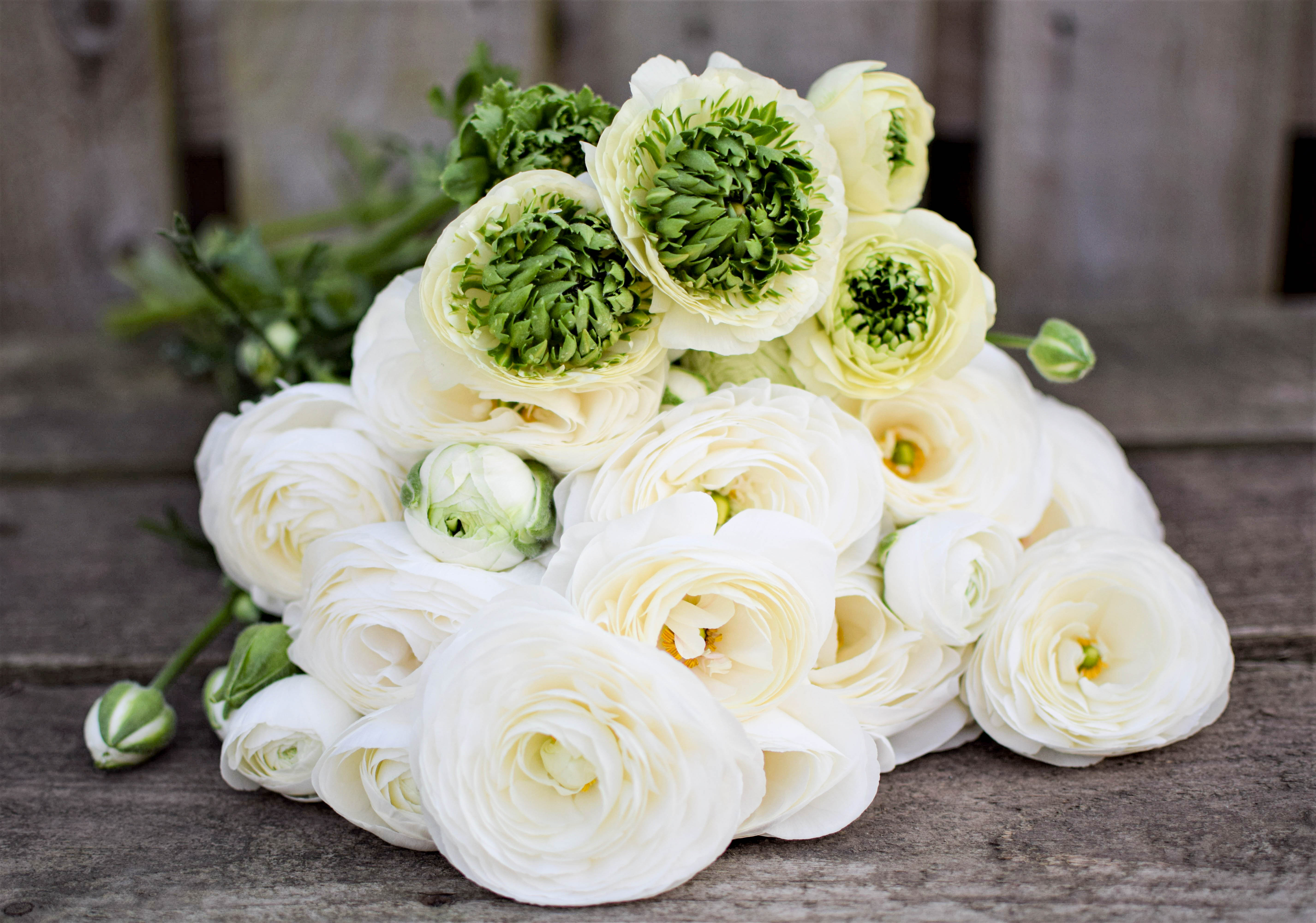 Ranunculus ‘Super Green’ – Zoe Woodward Gardening
