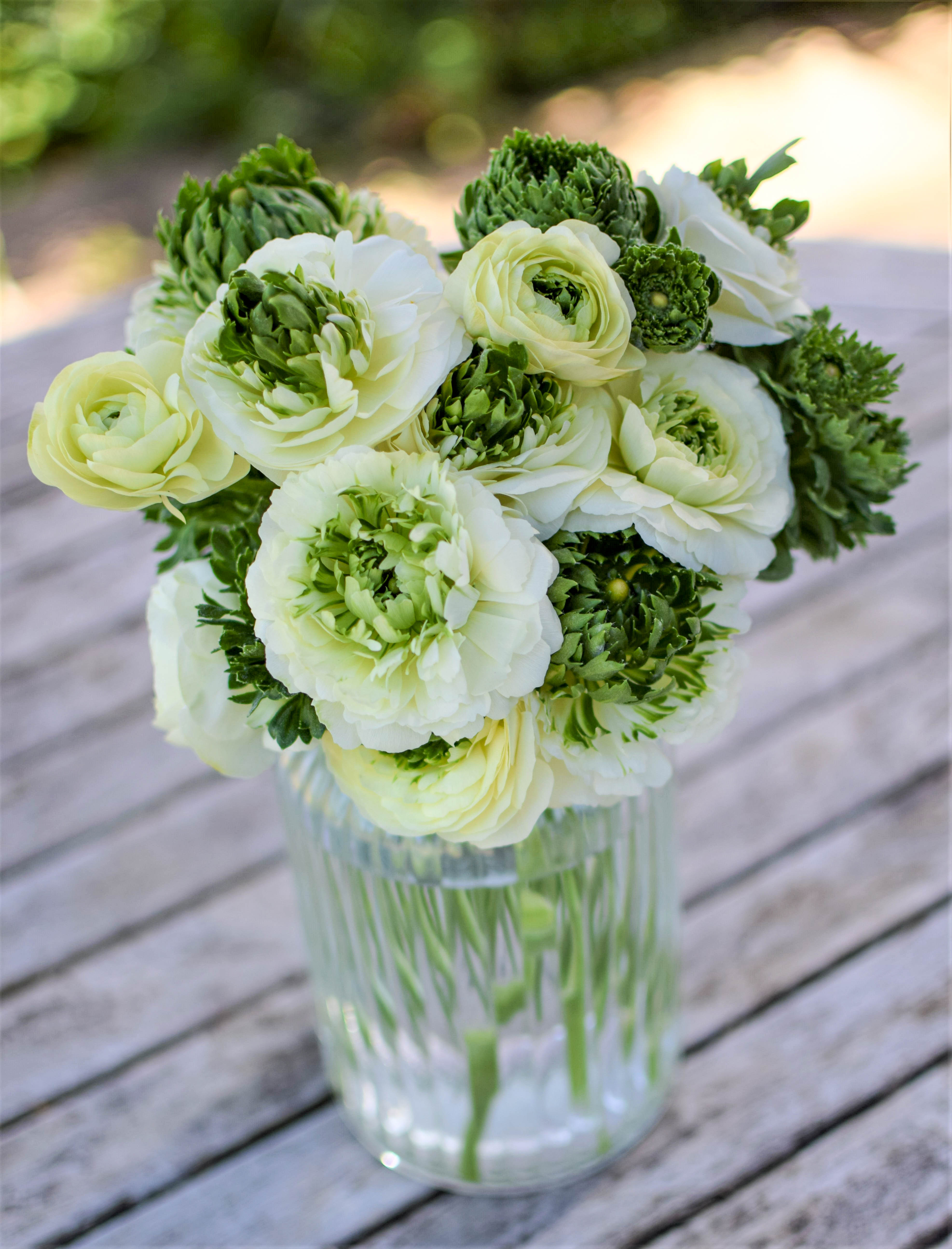 Ranunculus ‘Super Green’ – Zoe Woodward Gardening