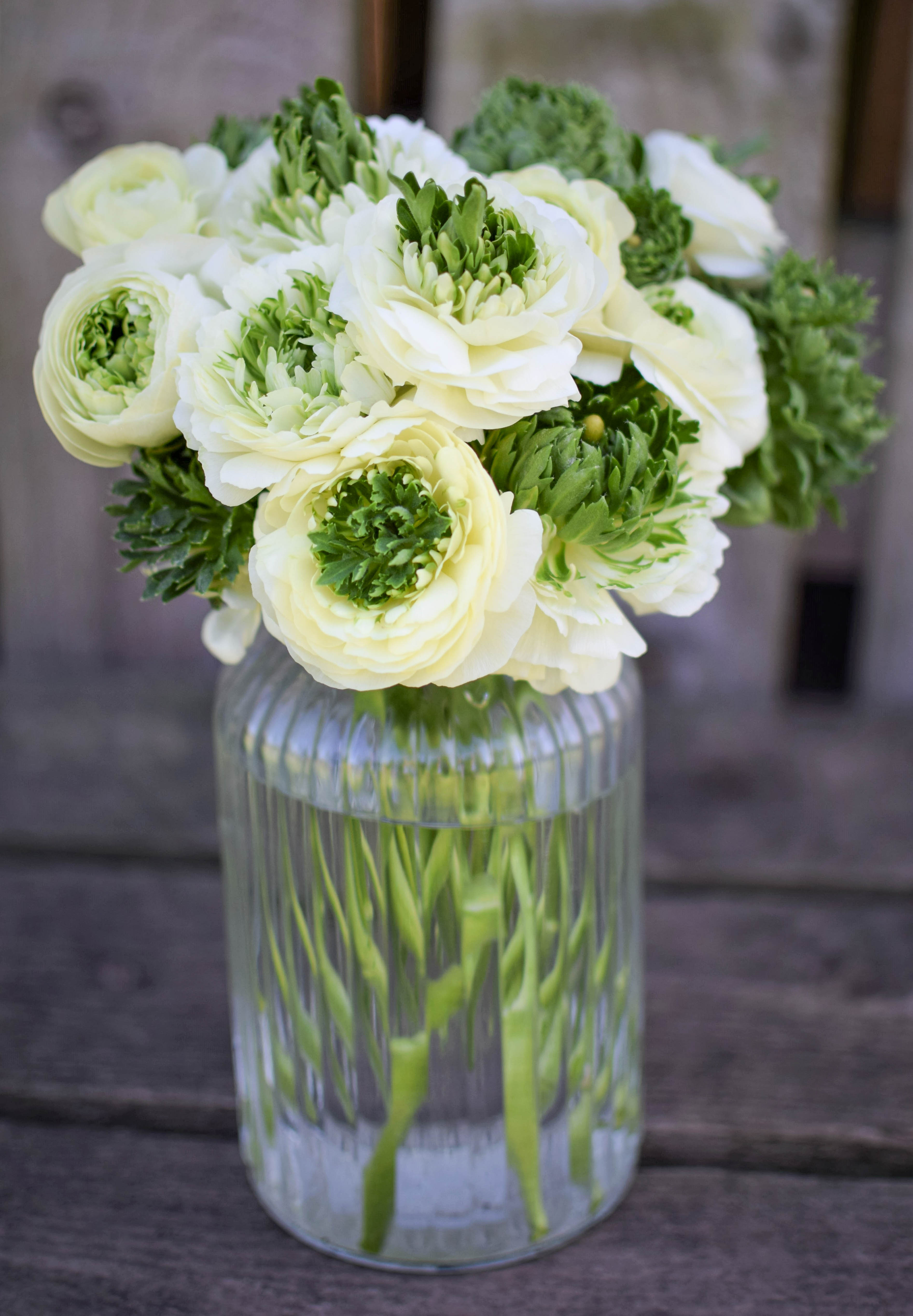 Ranunculus ‘Super Green’ – Zoe Woodward Gardening