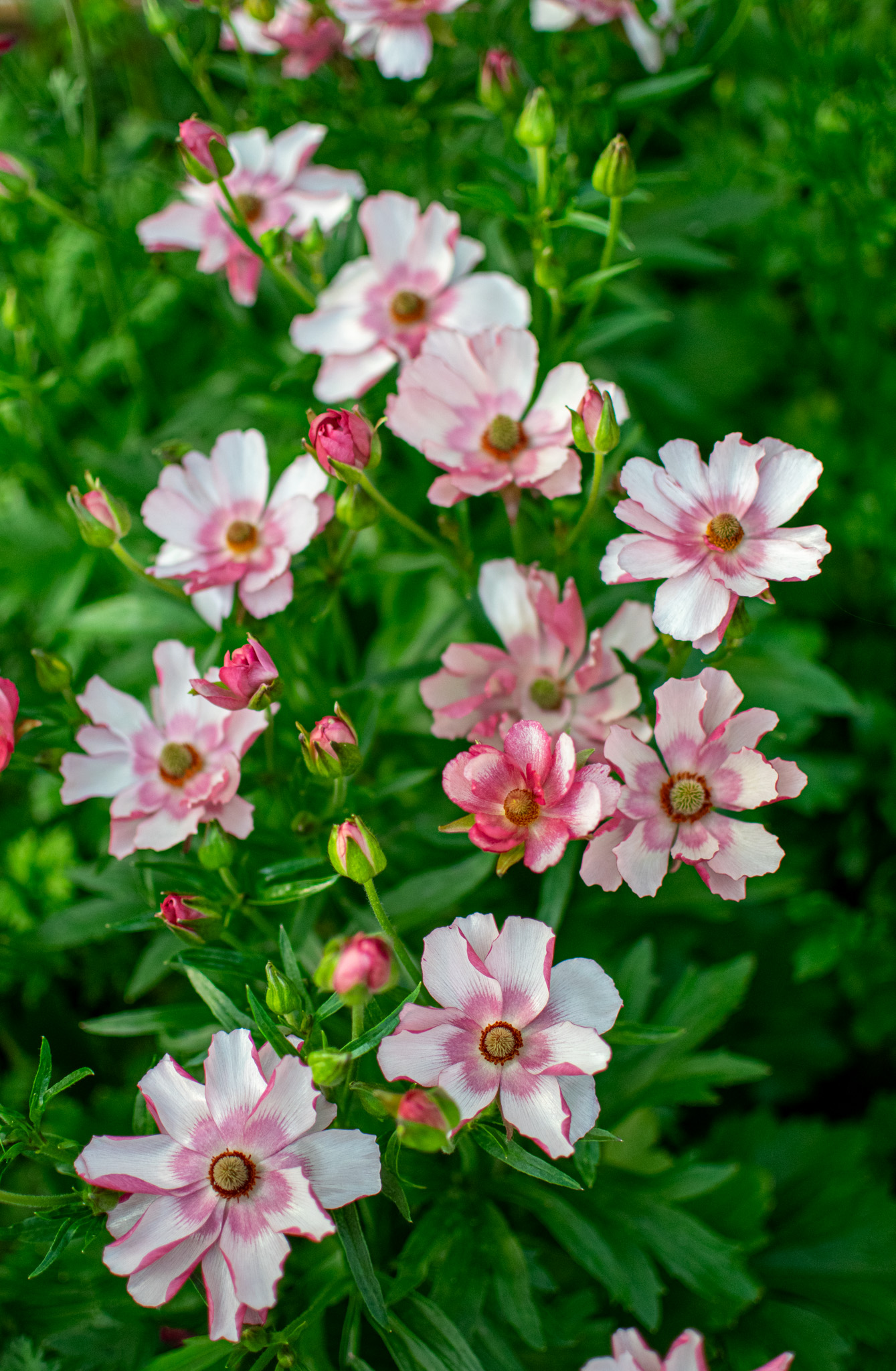 Ranunculus Butterfly™ (Cut Flower) ‘Lycia®’ – Zoe Woodward Gardening