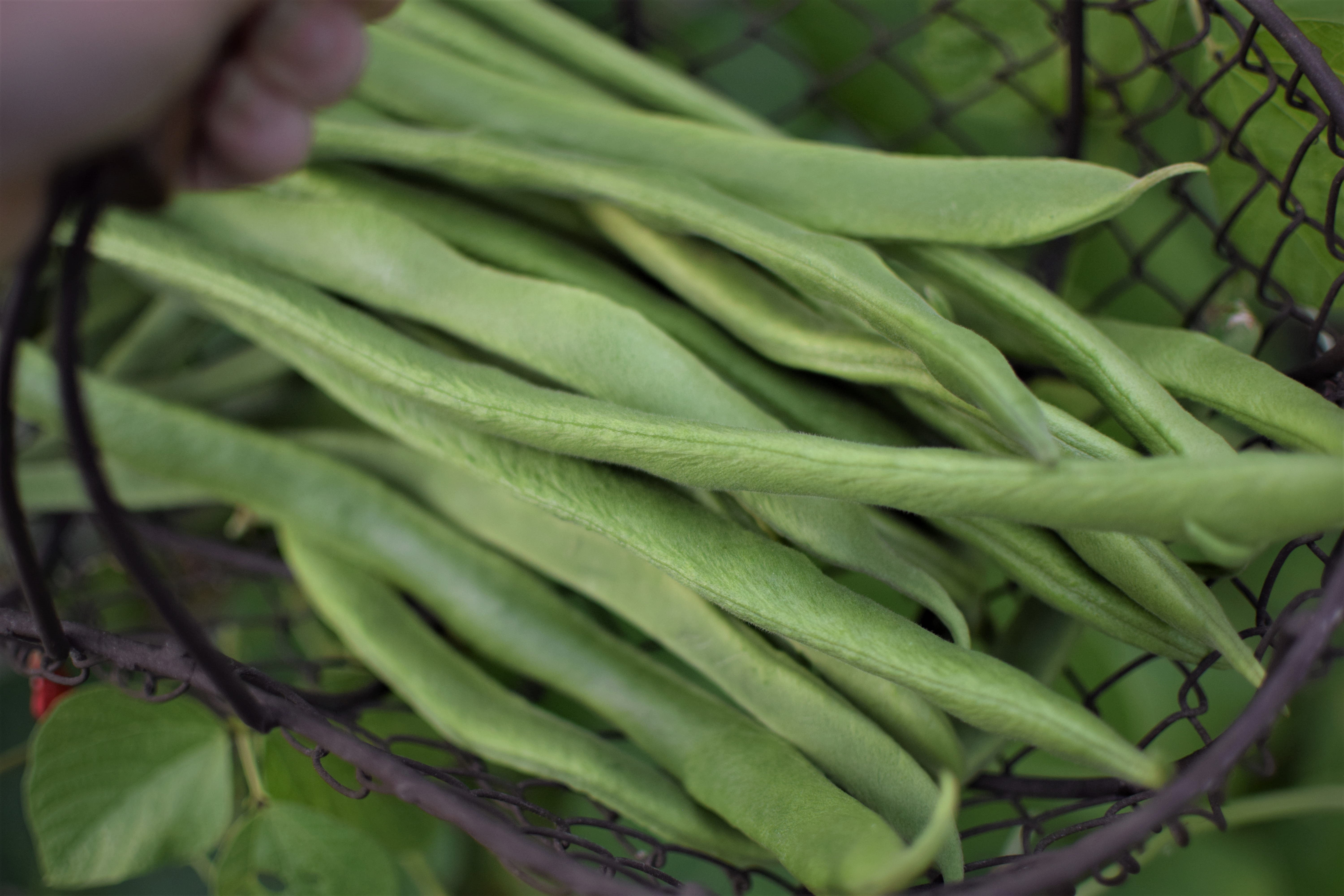 Runner Bean ‘Enorma’ Phaseolus coccineus – Zoe Woodward Gardening