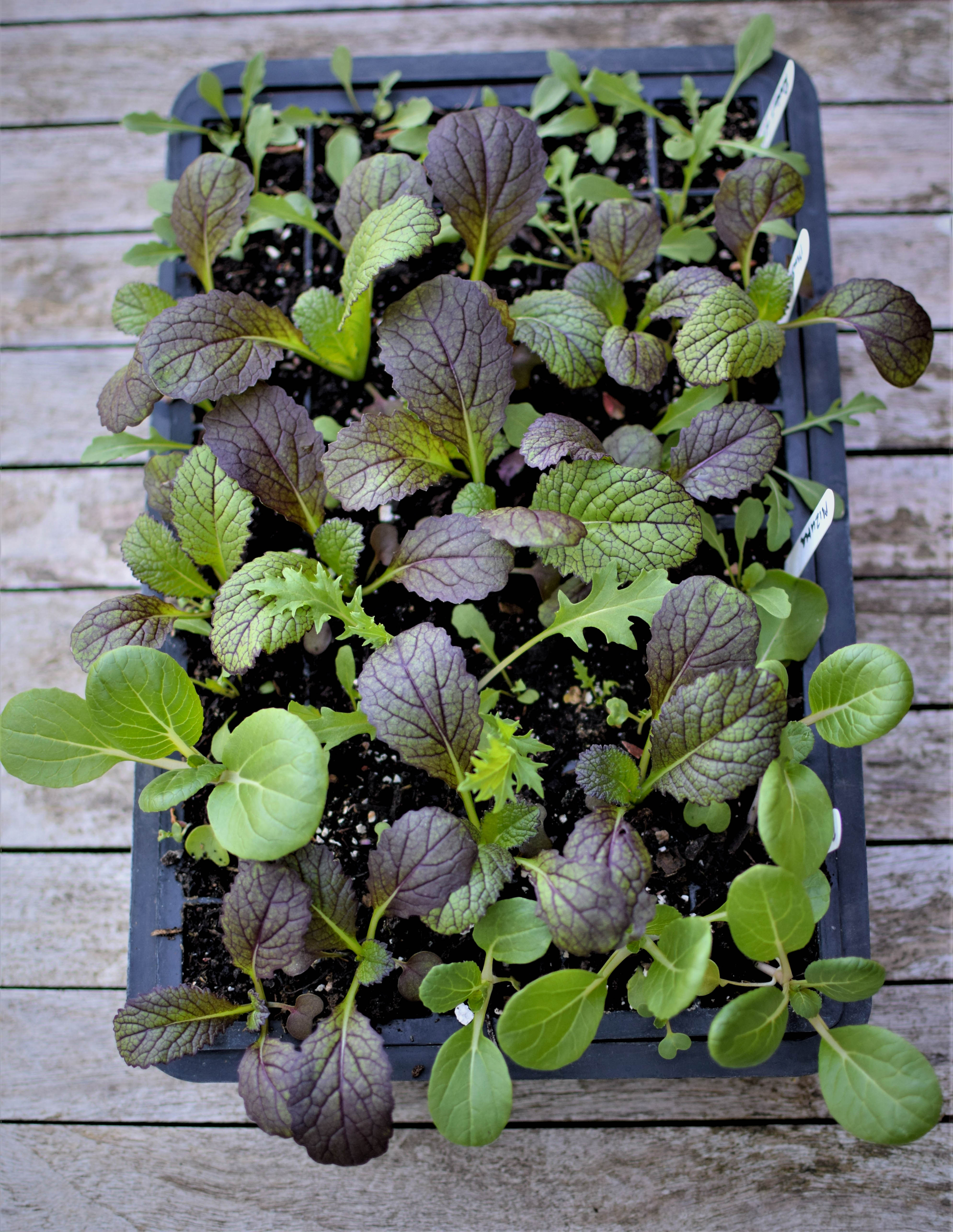 Salad (Hardy) ‘Spicy Mix’ – Zoe Woodward Gardening