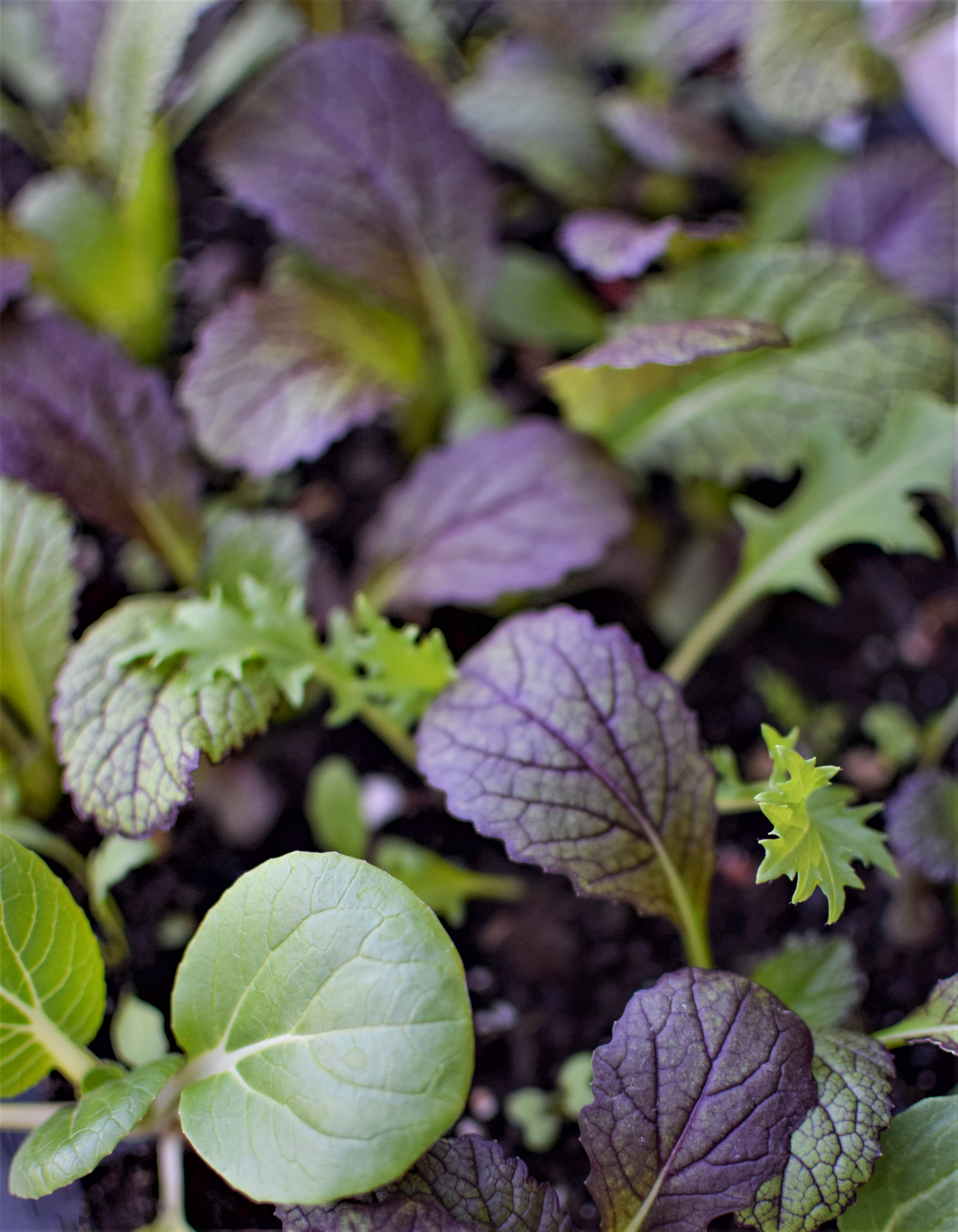 Salad (Hardy) ‘Spicy Mix’ – Zoe Woodward Gardening