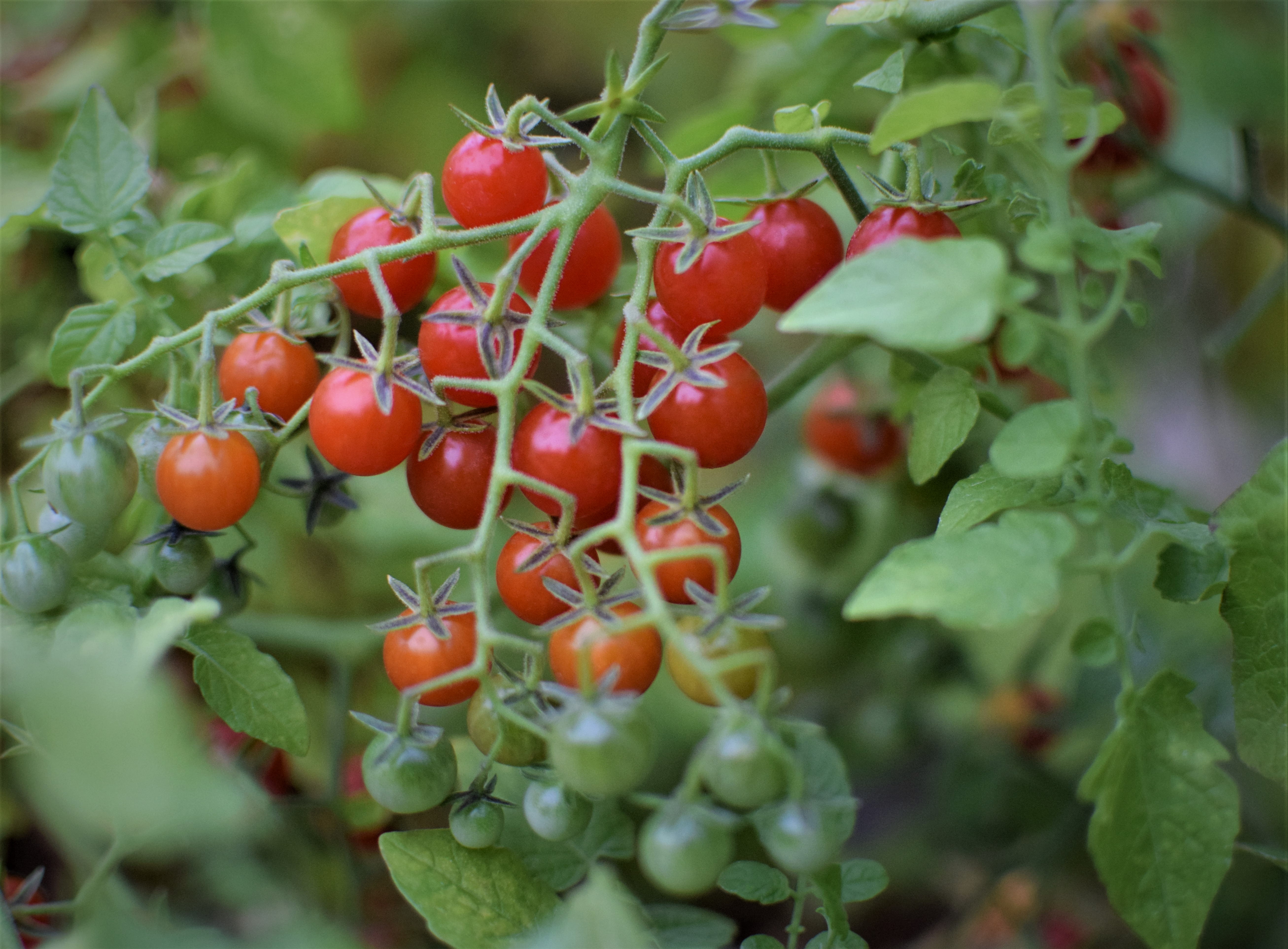 Tomato ‘Red Currant’ – Zoe Woodward Gardening