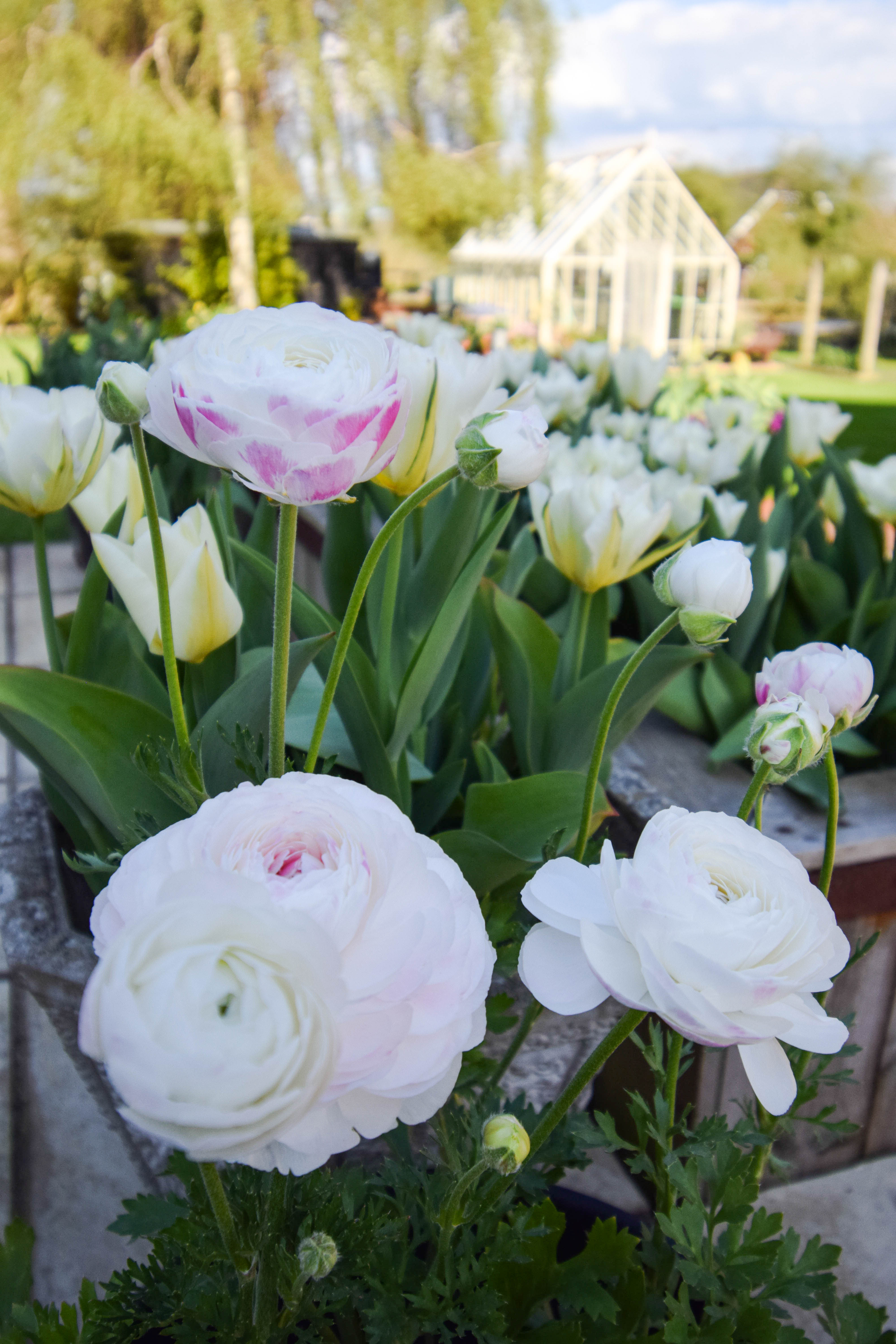 Ranunculus ‘Porcelaine’ – Zoe Woodward Gardening