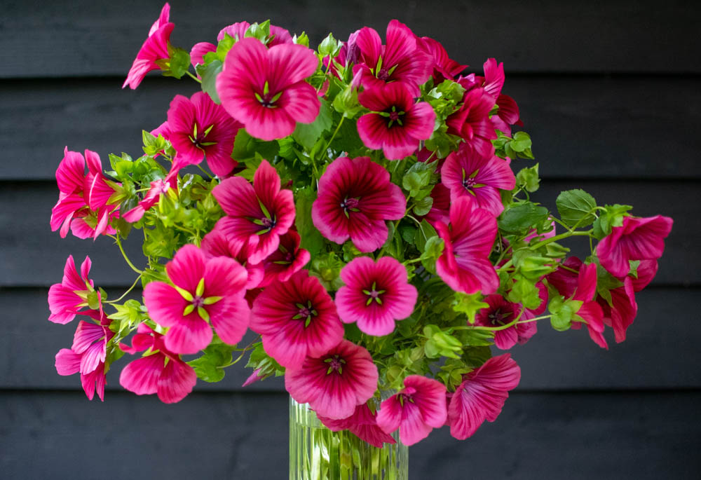 Malope trifida ‘Rose’ – Zoe Woodward Gardening