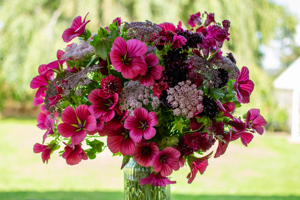 Malope trifida ‘Rose’ – Zoe Woodward Gardening