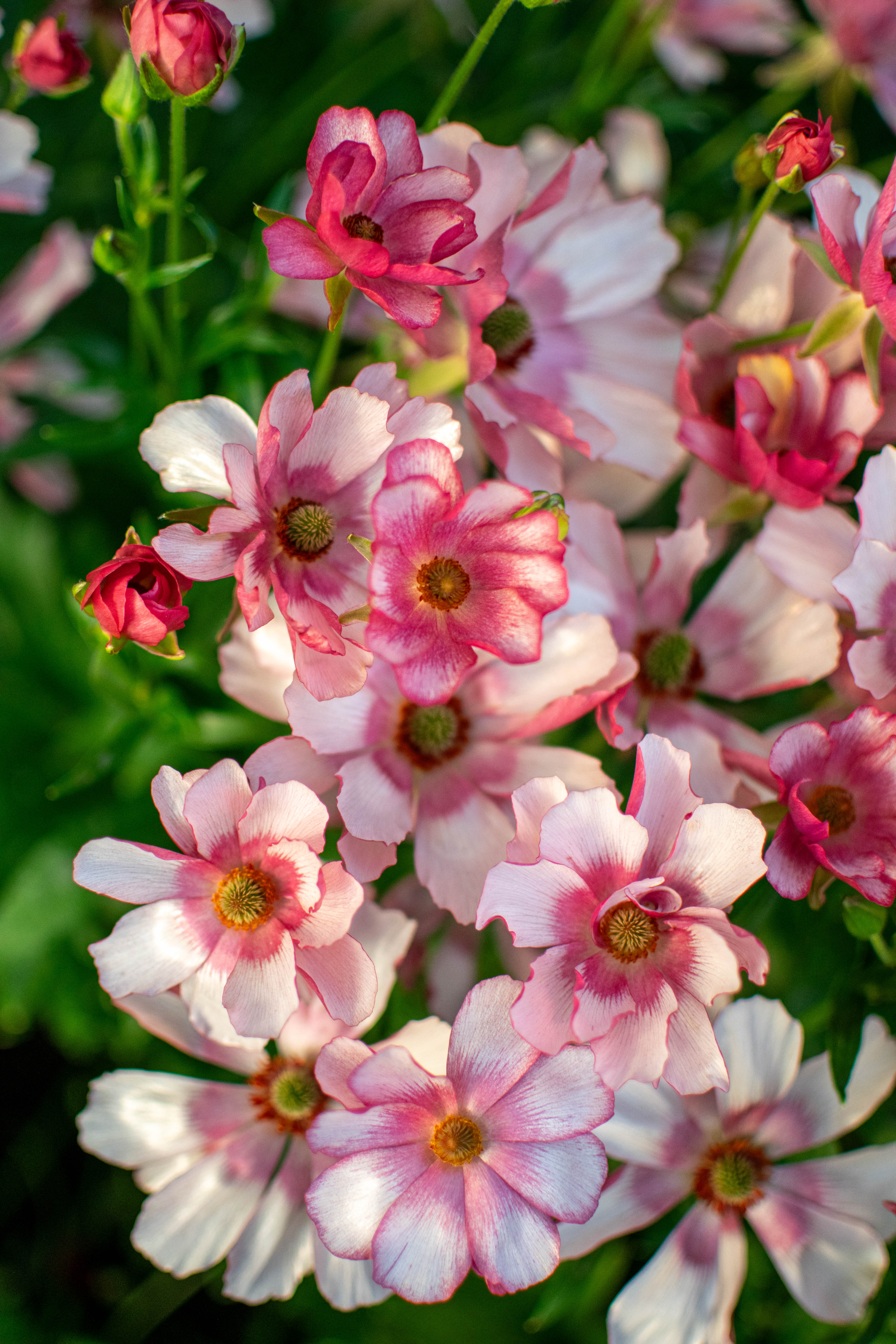 Ranunculus Lycia – Zoe Woodward Gardening