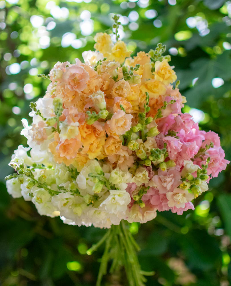 Snapdragon ‘Double Blend’ Champagne, Pink and White – Zoe Woodward ...