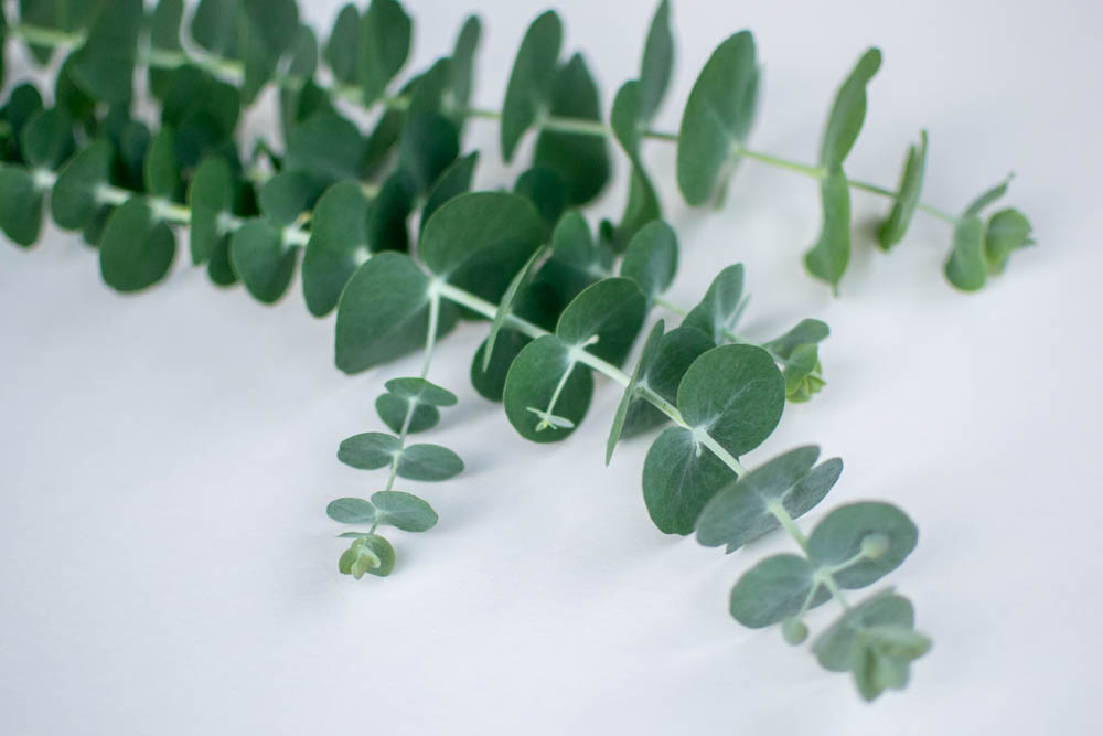 Eucalyptus ‘Blend’ (Baby Blue, Silver Dollar and Murray) – Zoe Woodward ...