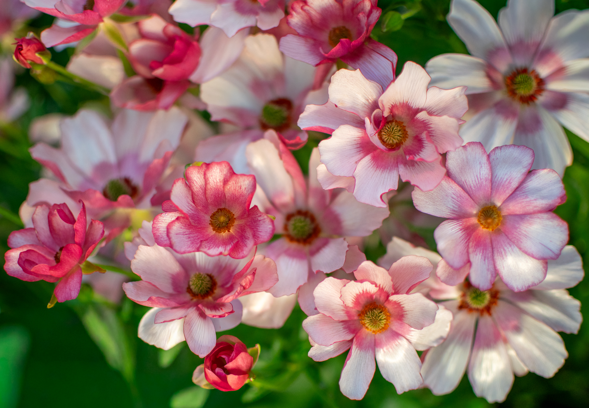 Ranunculus Butterfly™ (Cut Flower) ‘Lycia®’ – Zoe Woodward Gardening