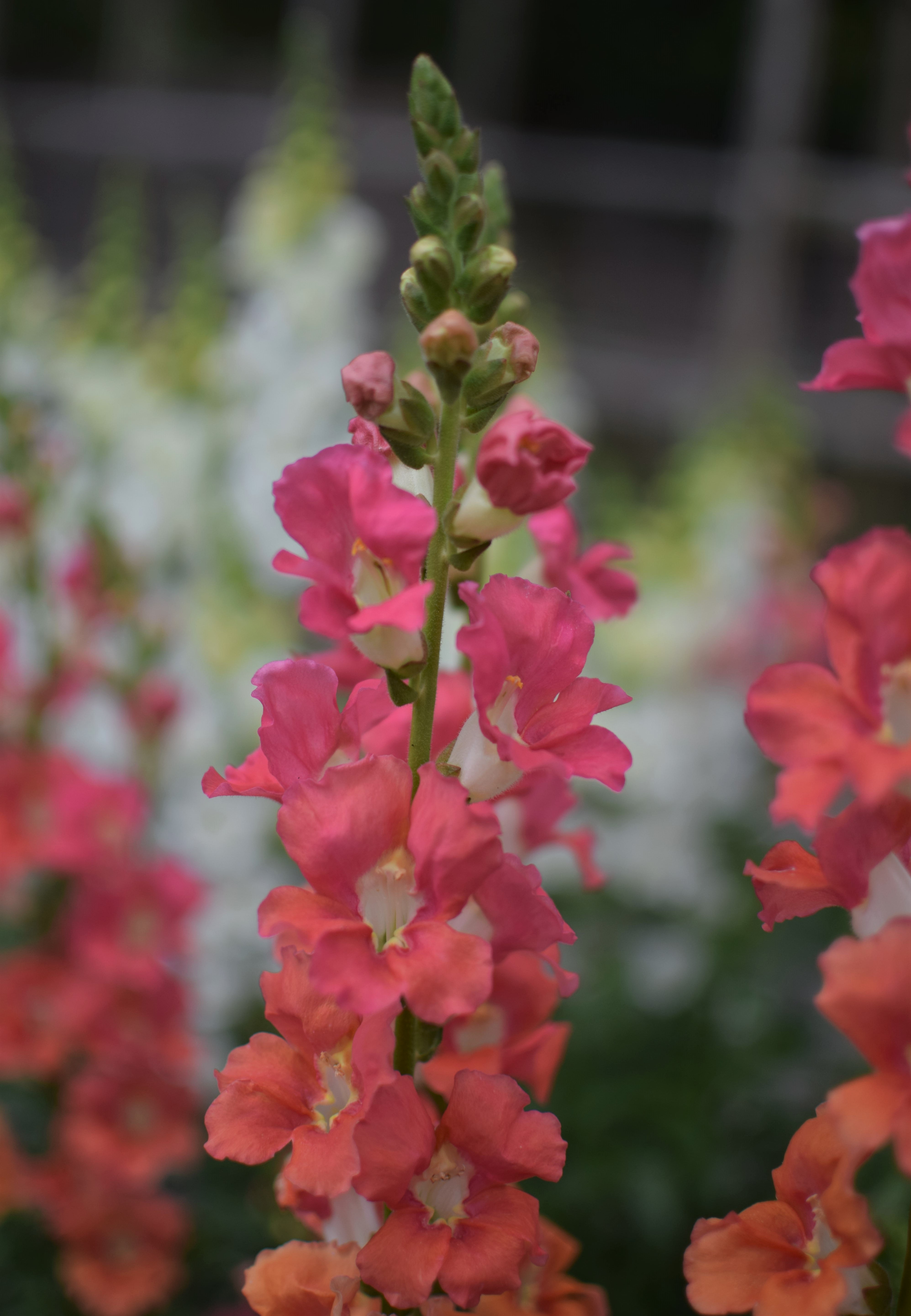 Snapdragon ‘Chantilly Bronze’ Antirrhinum – Zoe Woodward Gardening