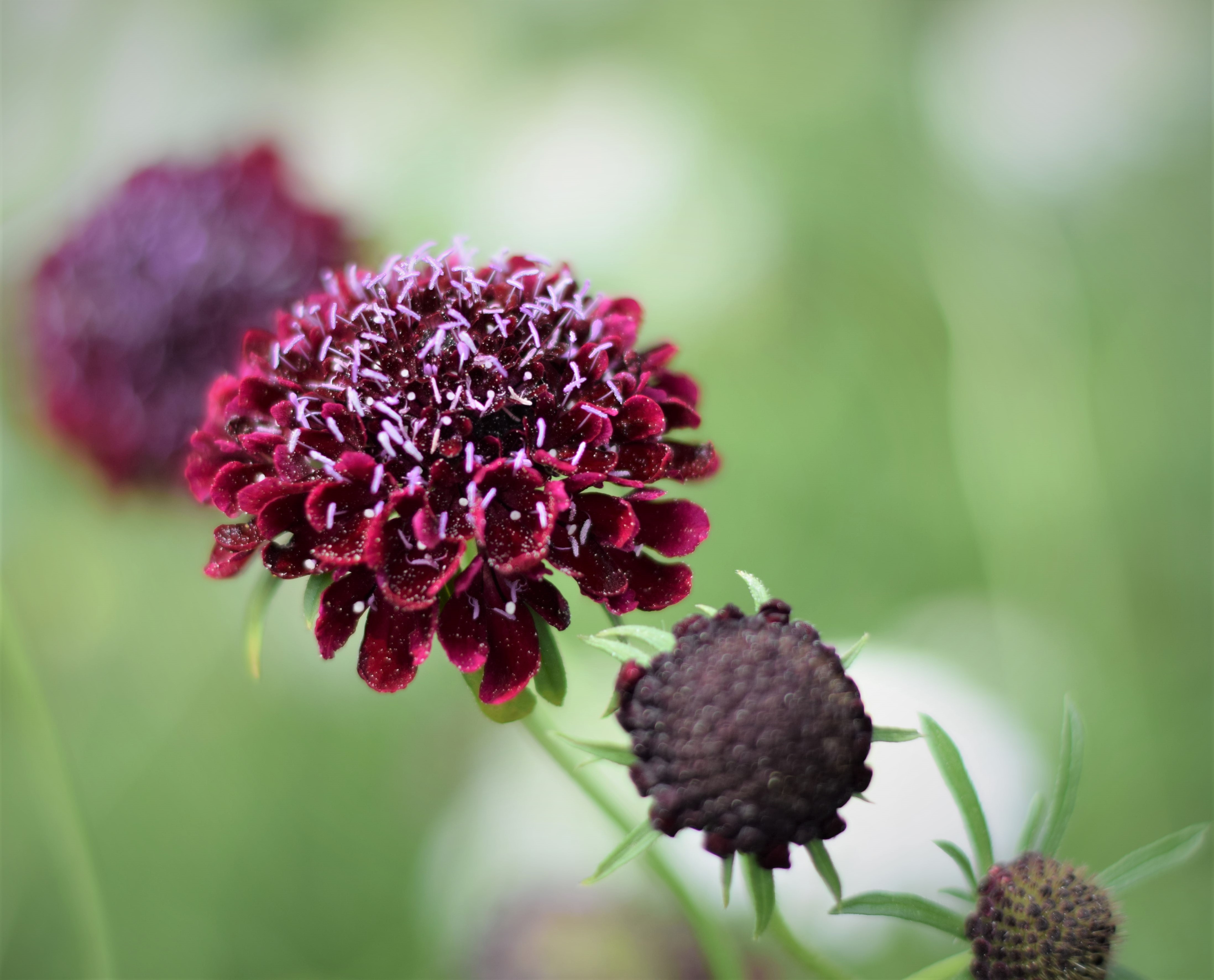 Scabiosa atropurpurea ‘Black Knight’ – Zoe Woodward Gardening