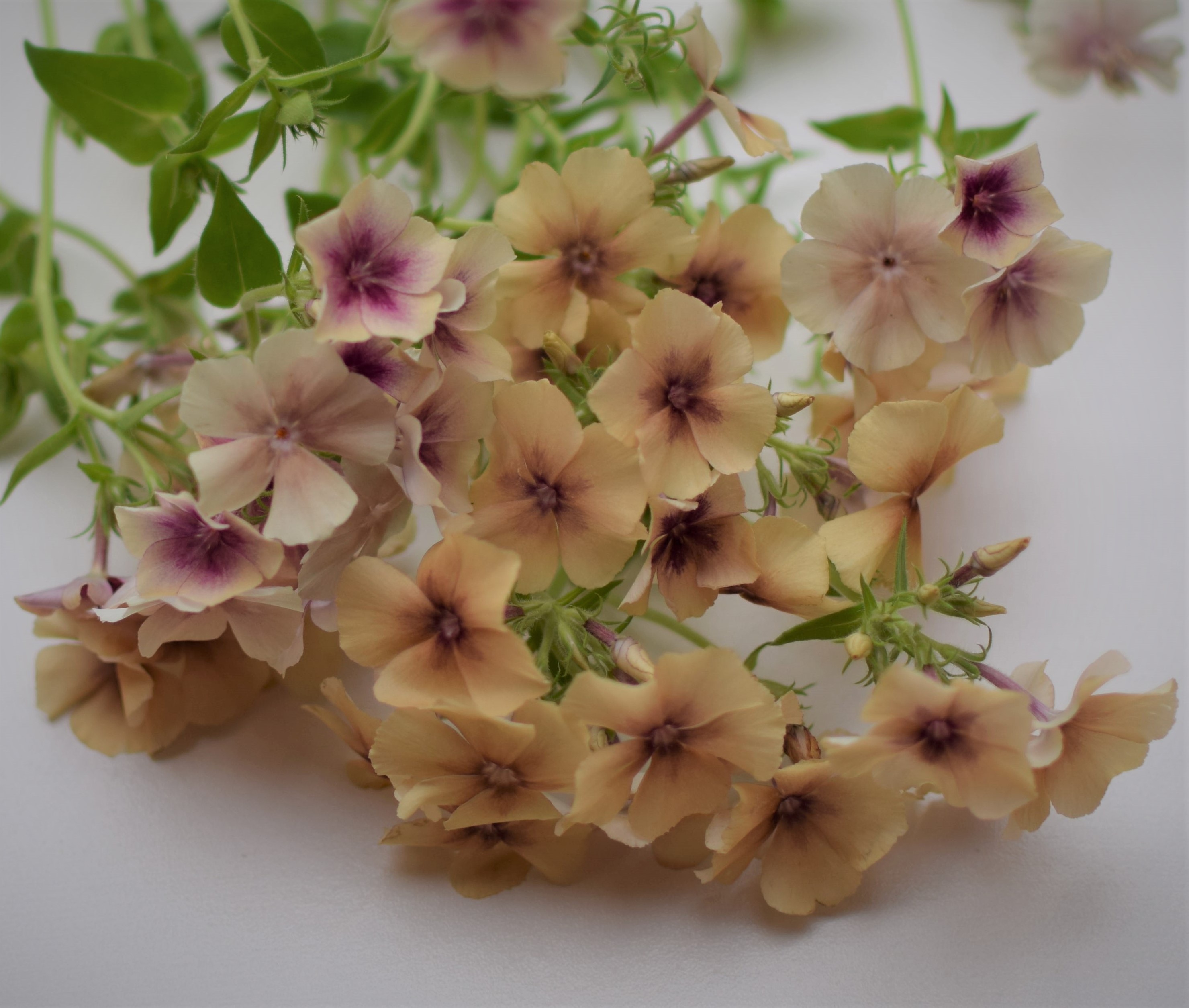 Phlox Cherry Caramel 1 – Zoe Woodward Gardening