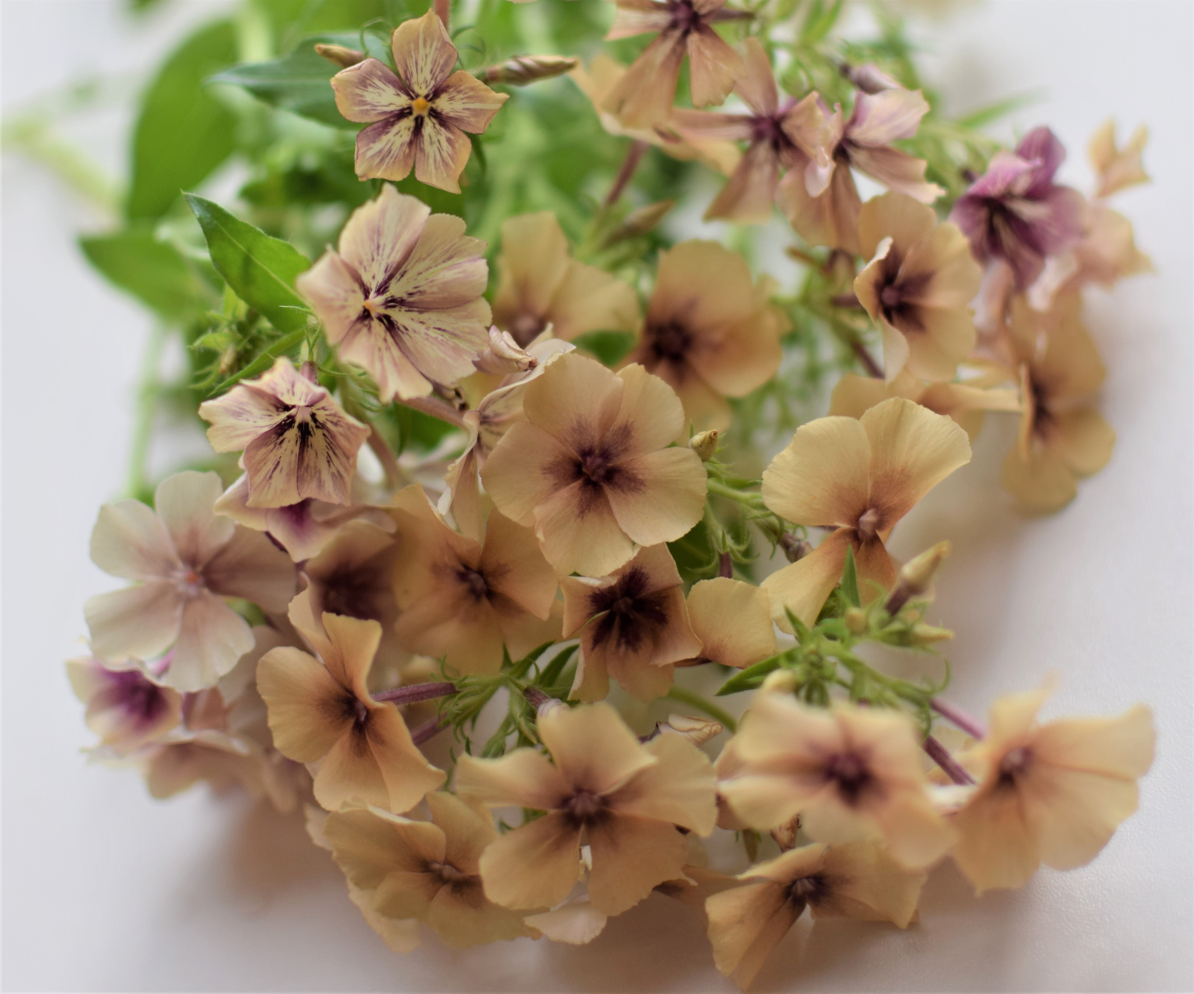 Phlox Cherry Caramel – Zoe Woodward Gardening