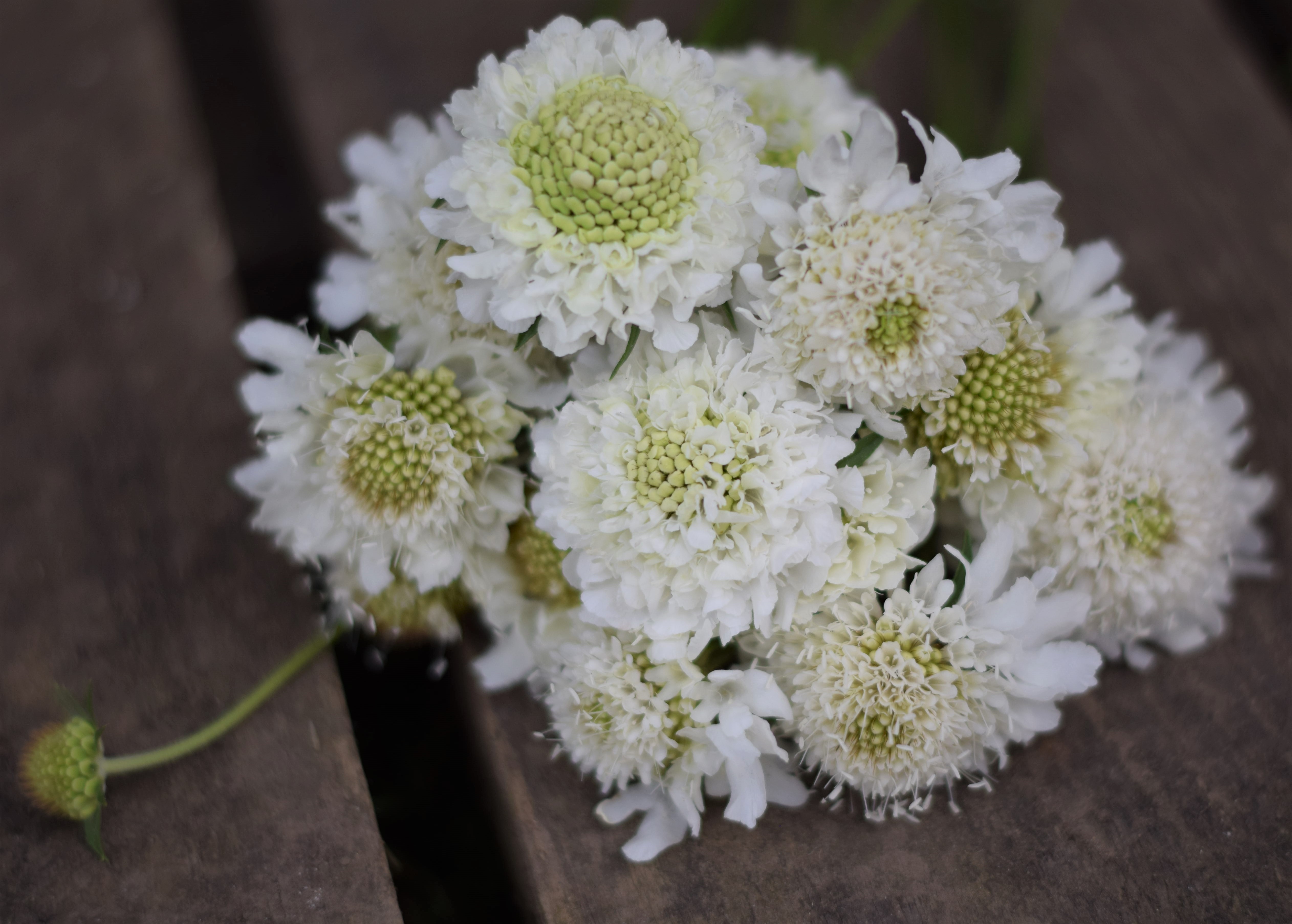 Snow Maiden – Zoe Woodward Gardening