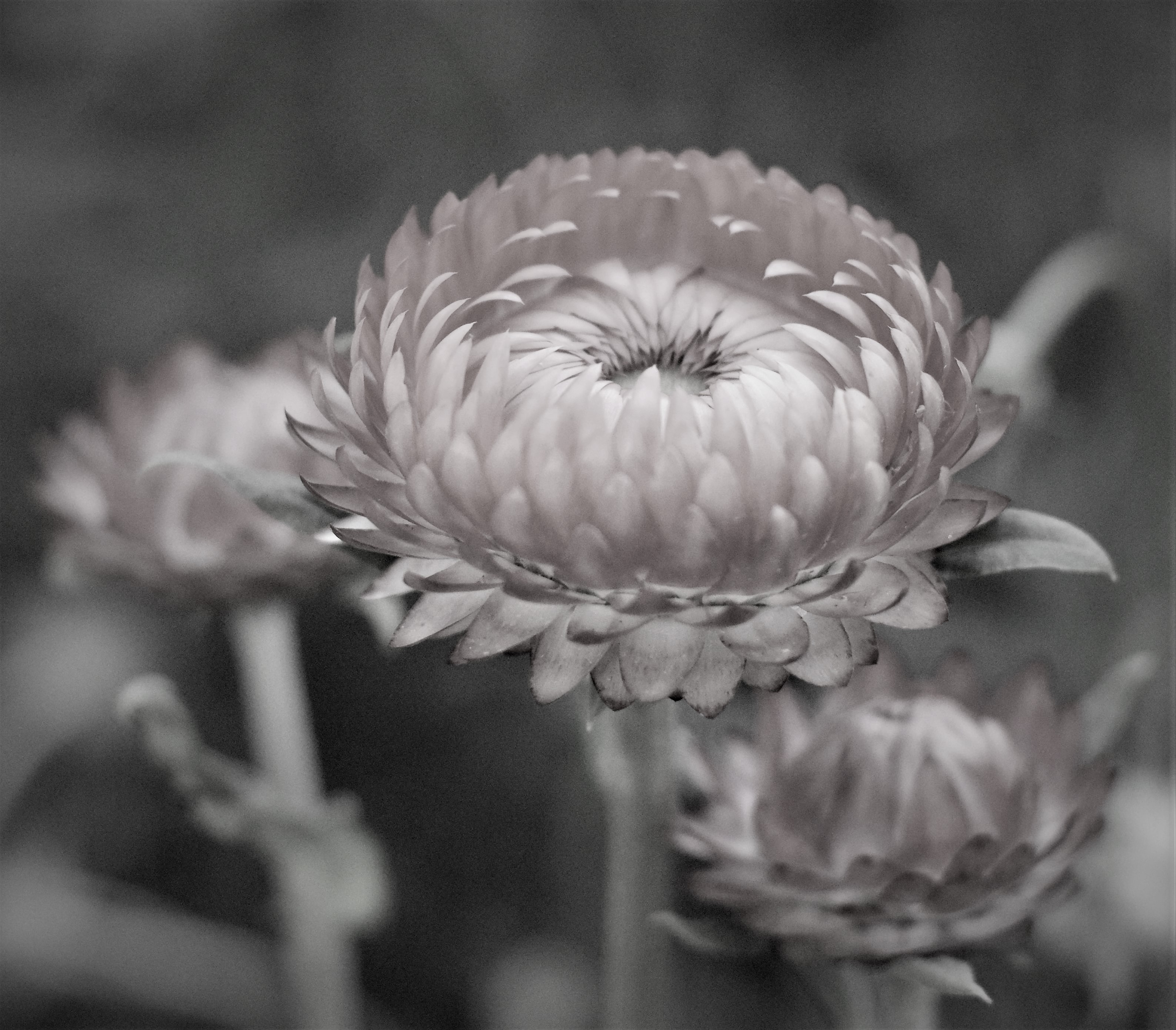 Straw Flower – Zoe Woodward Gardening