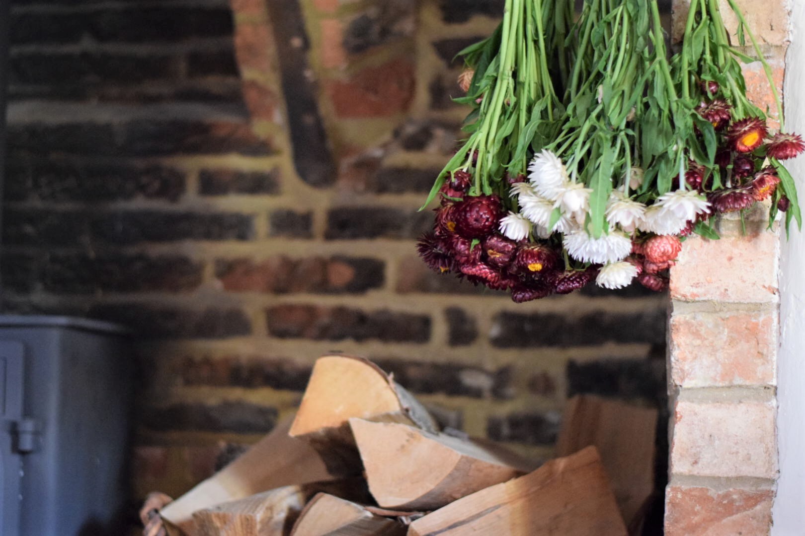 White Strawflower – Zoe Woodward Gardening