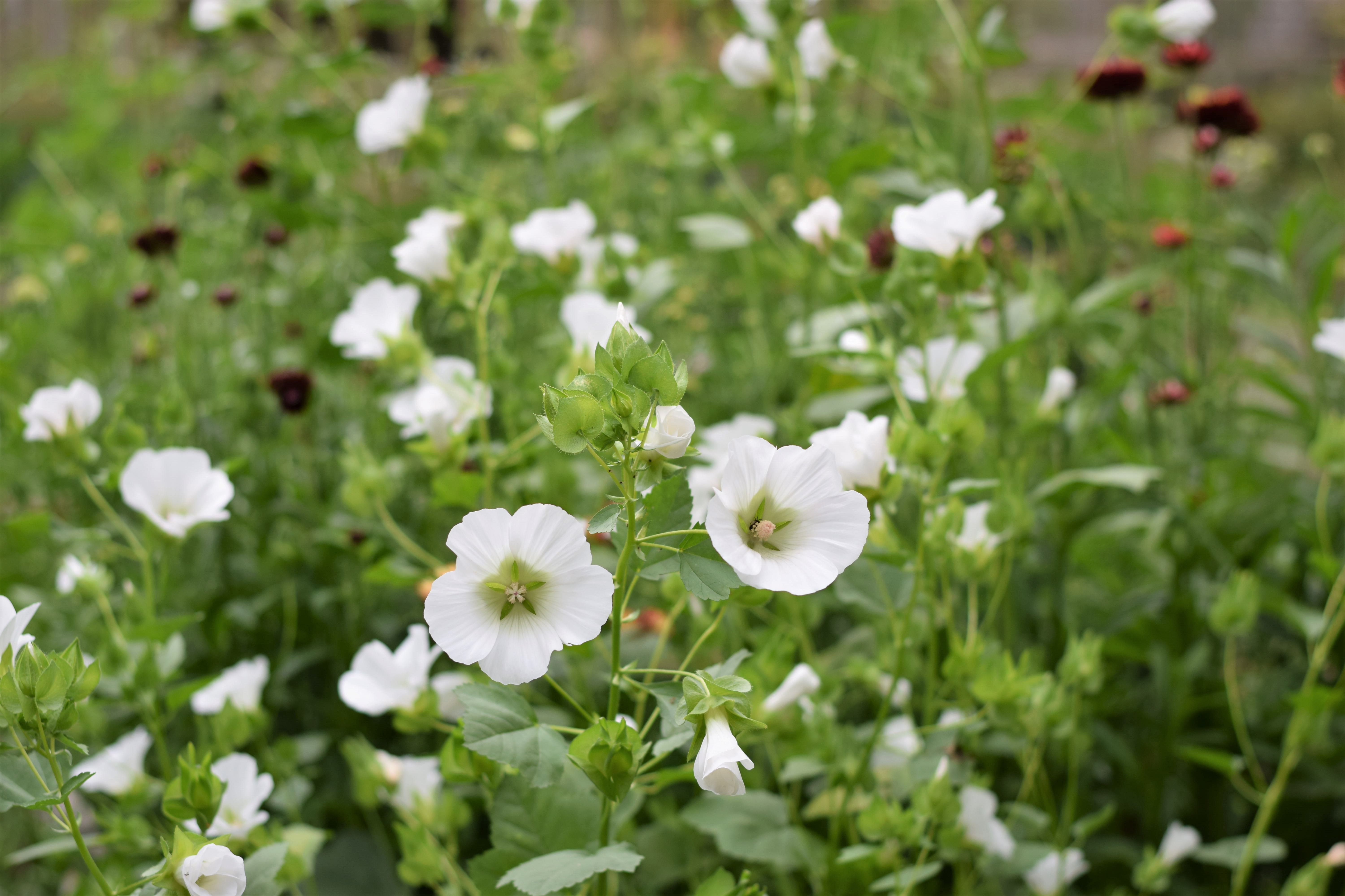 Malope Alba Malope trifida – Zoe Woodward Gardening