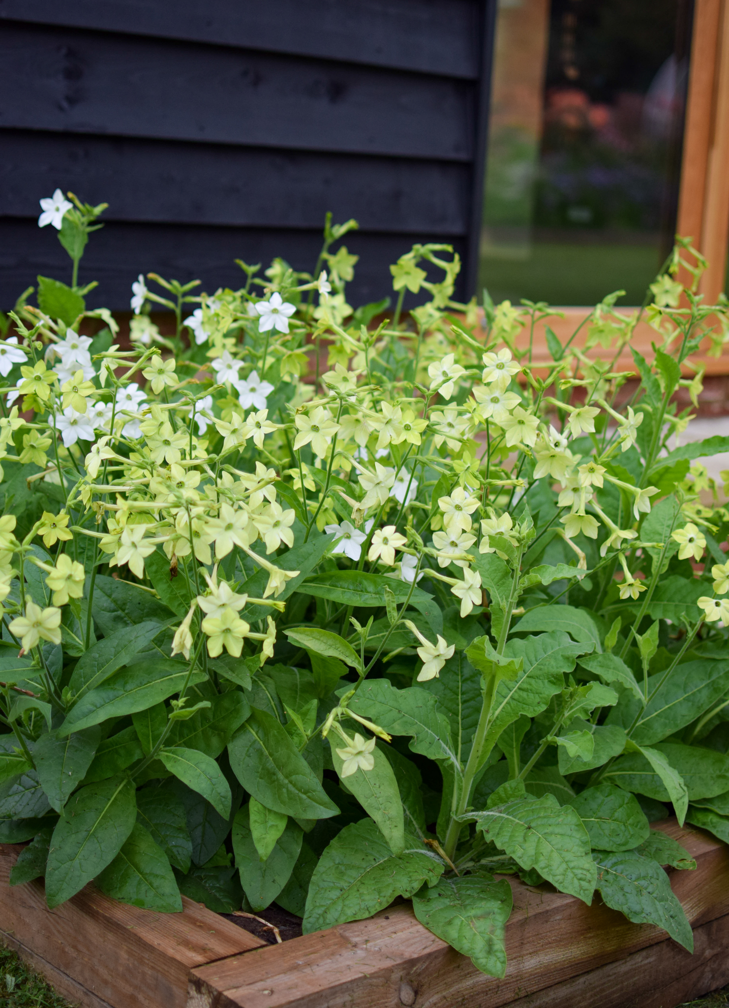Nicotiana Alata Lime Green Zoe Woodward Gardening