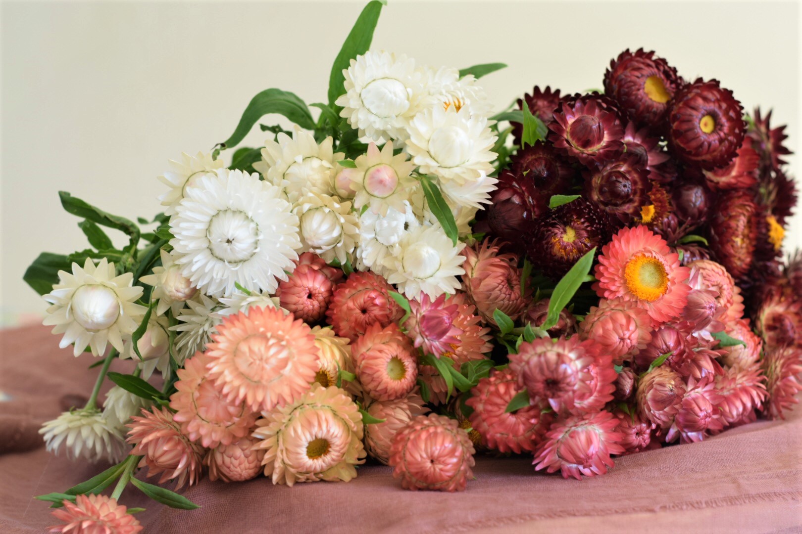 Strawflower ‘White’ – Zoe Woodward Gardening