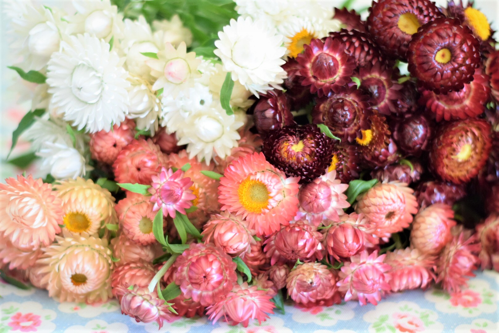 Strawflower White – Zoe Woodward Gardening