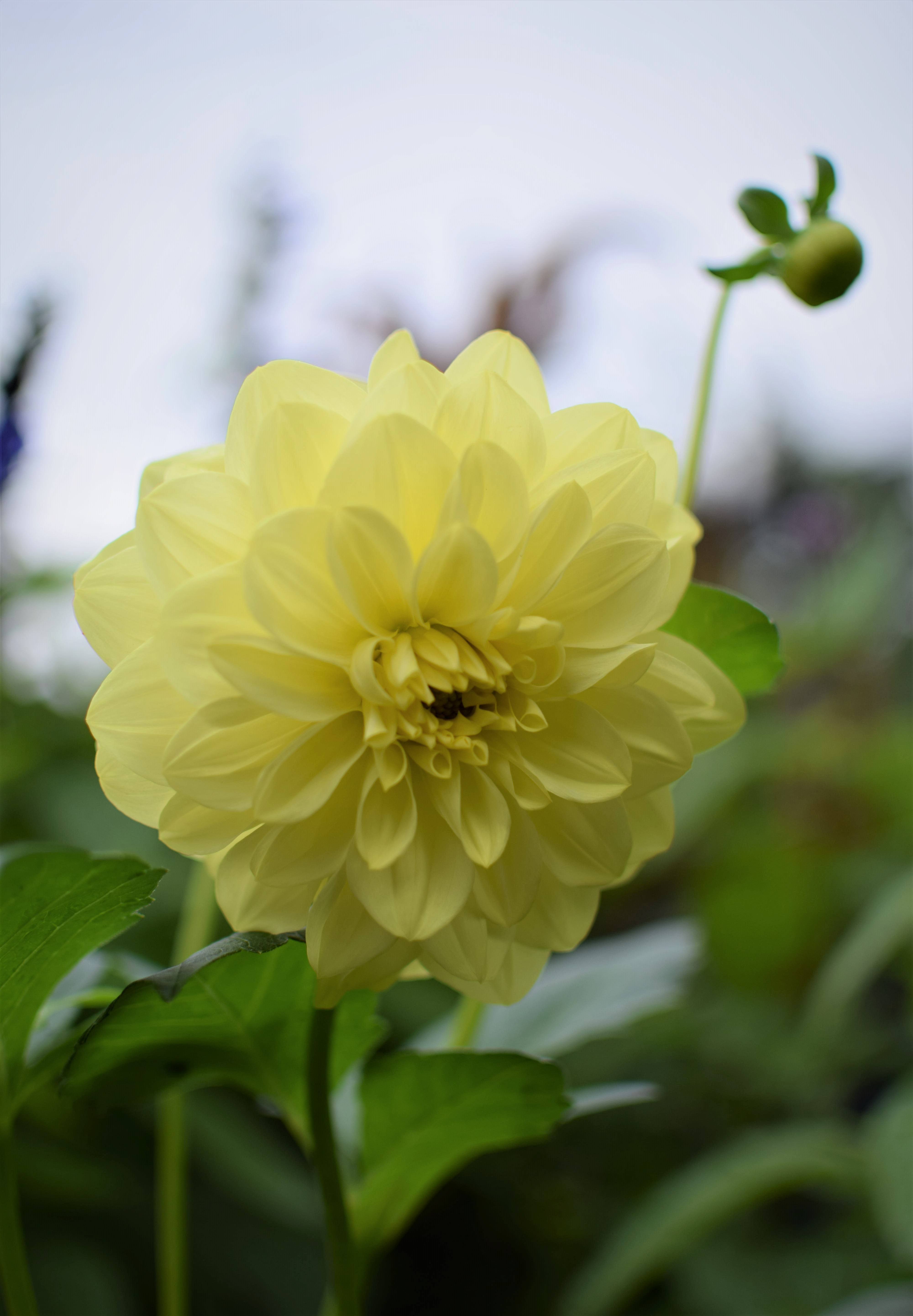 Dahlia Boom Boom Yellow – Zoe Woodward Gardening