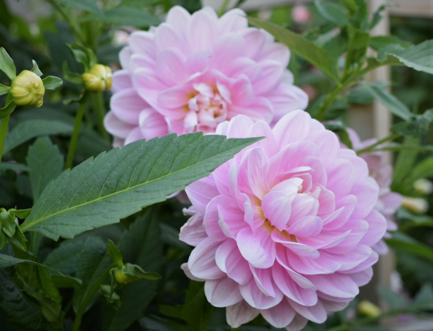 Dahlia Bracken Ballerina 1 – Zoe Woodward Gardening