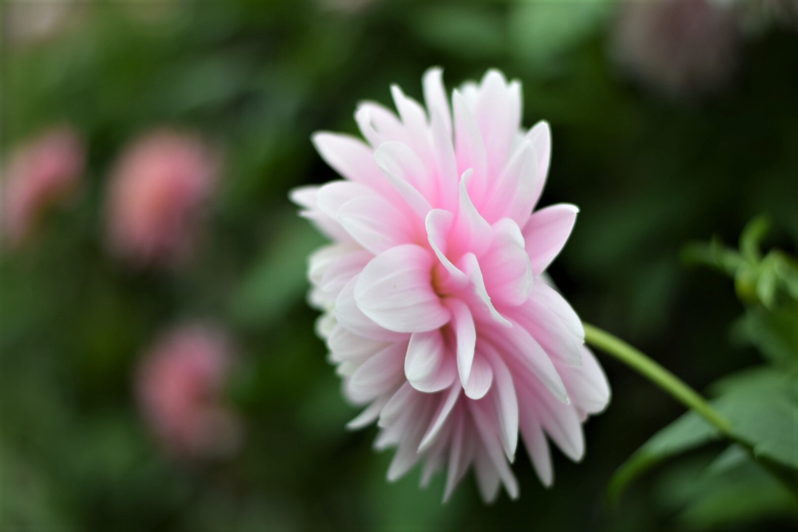 Dahlia Bracken Ballerina 3 – Zoe Woodward Gardening