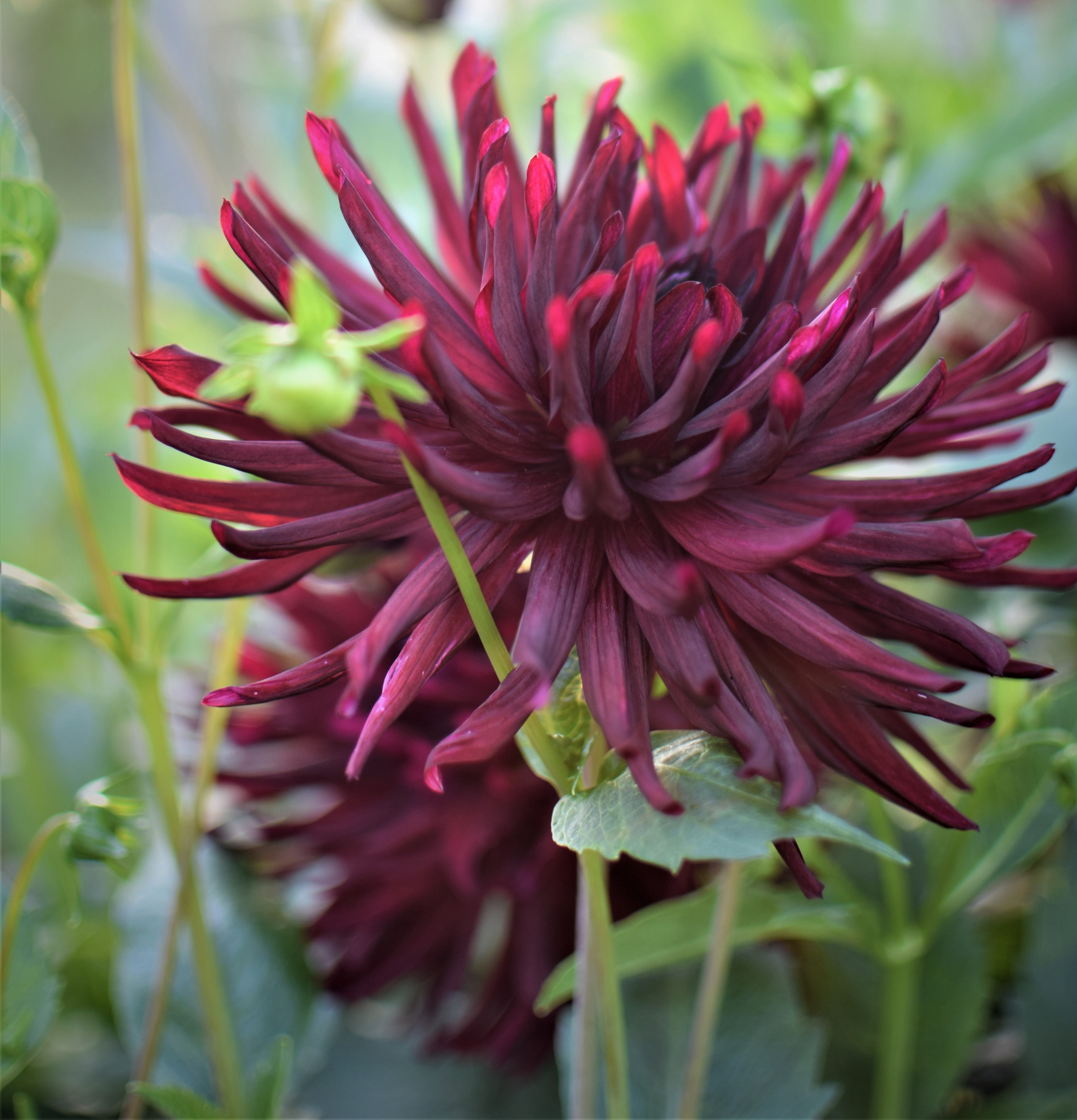 Dahlia Nuit d’Eté – Zoe Woodward Gardening