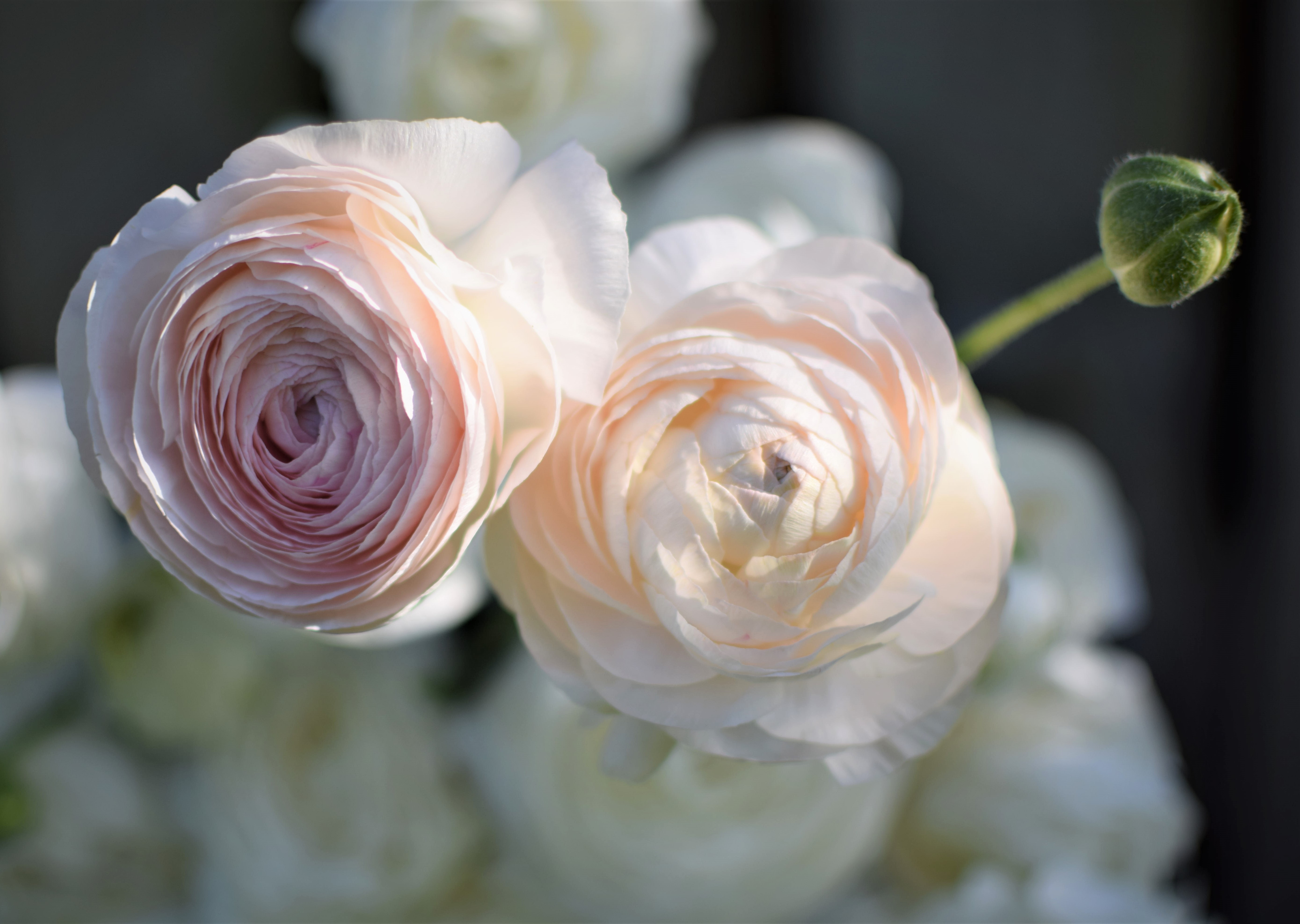 Ranunculus Amandine ‘Chamallow’ – Zoe Woodward Gardening