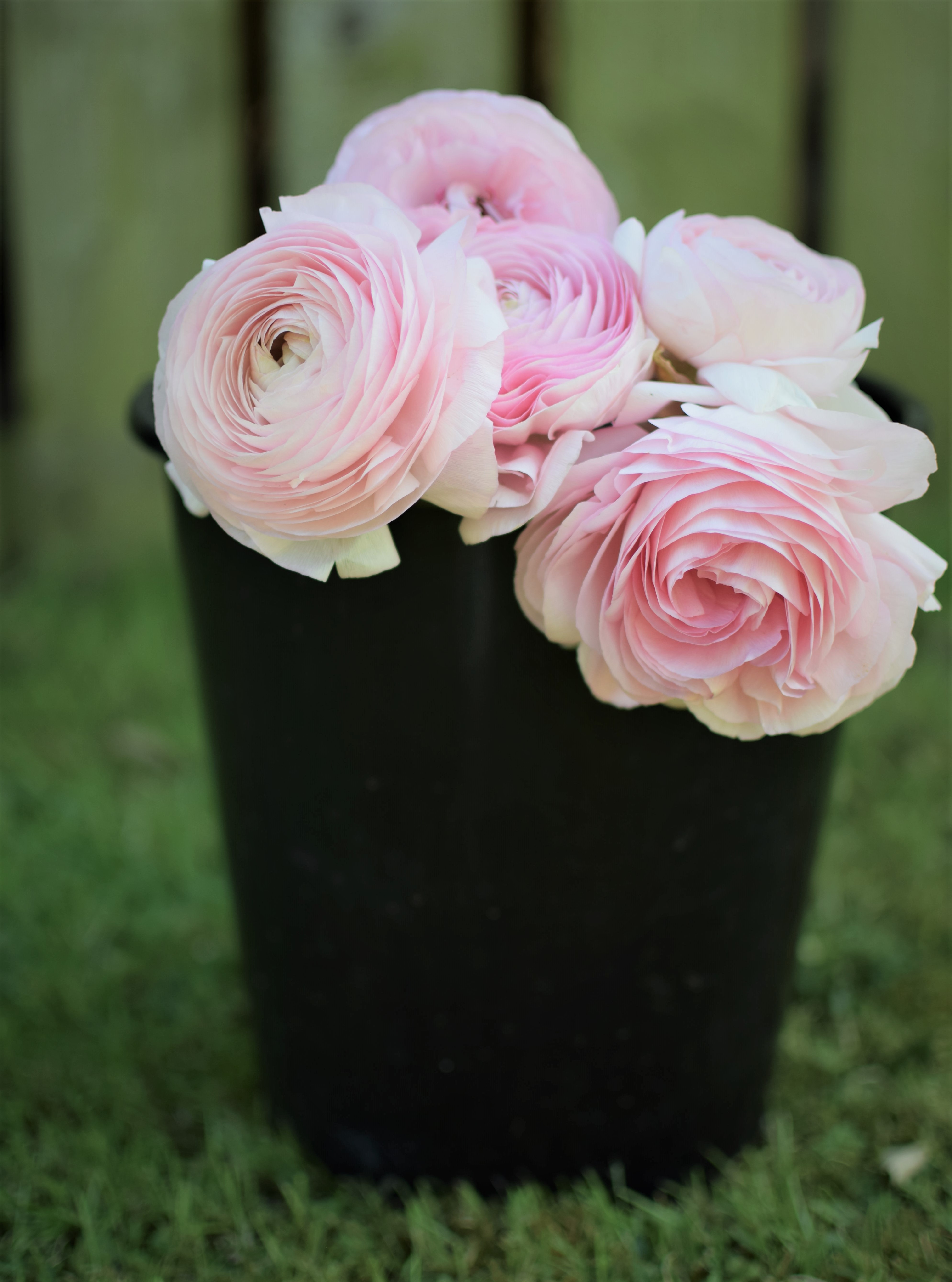 Ranunculus ‘Chamallow’ – Zoe Woodward Gardening