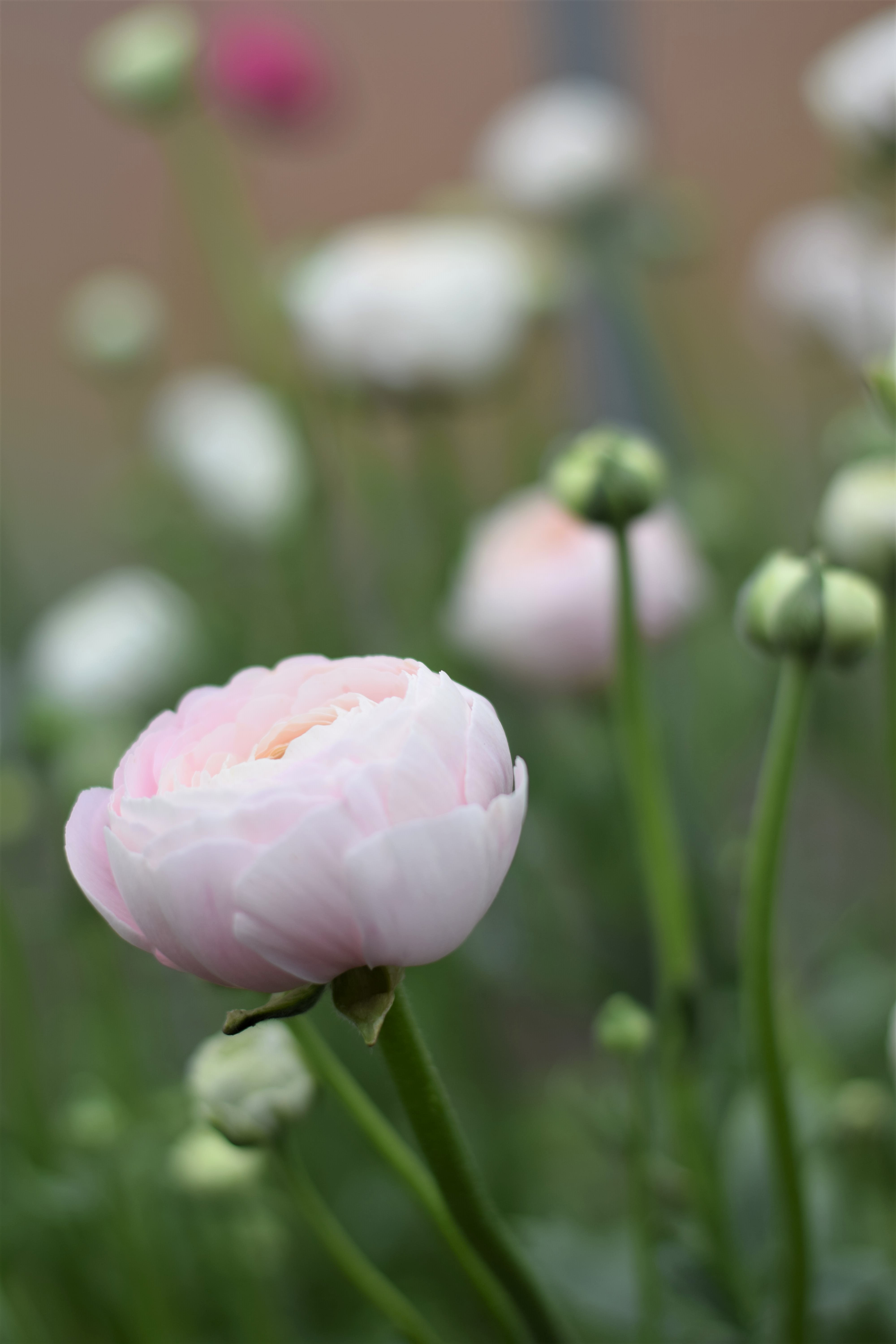 Ranunculus Amandine ‘Chamallow’ – Zoe Woodward Gardening
