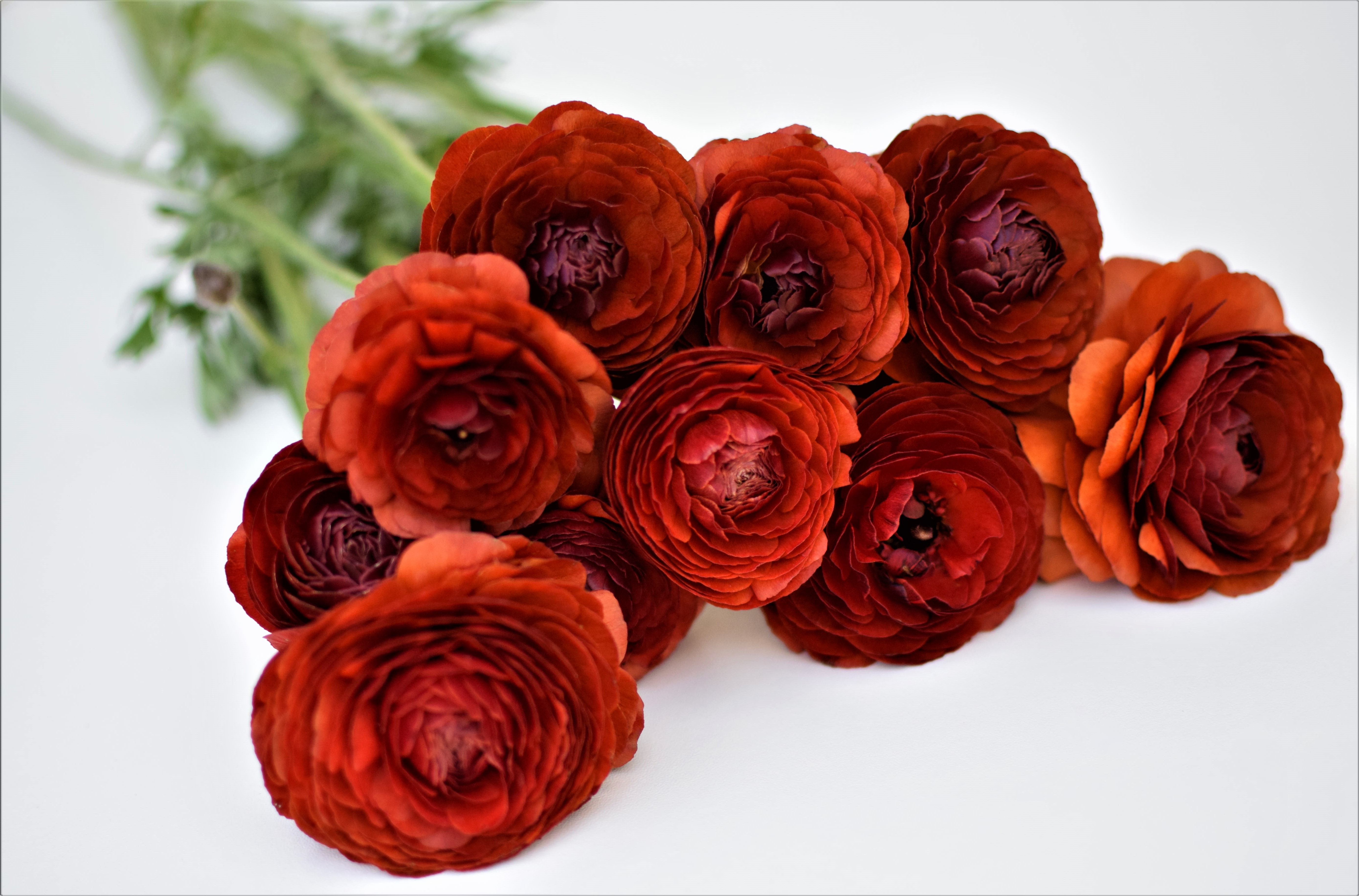 Ranunculus ‘Chocolat’ ‘Chocolate’ – Zoe Woodward Gardening