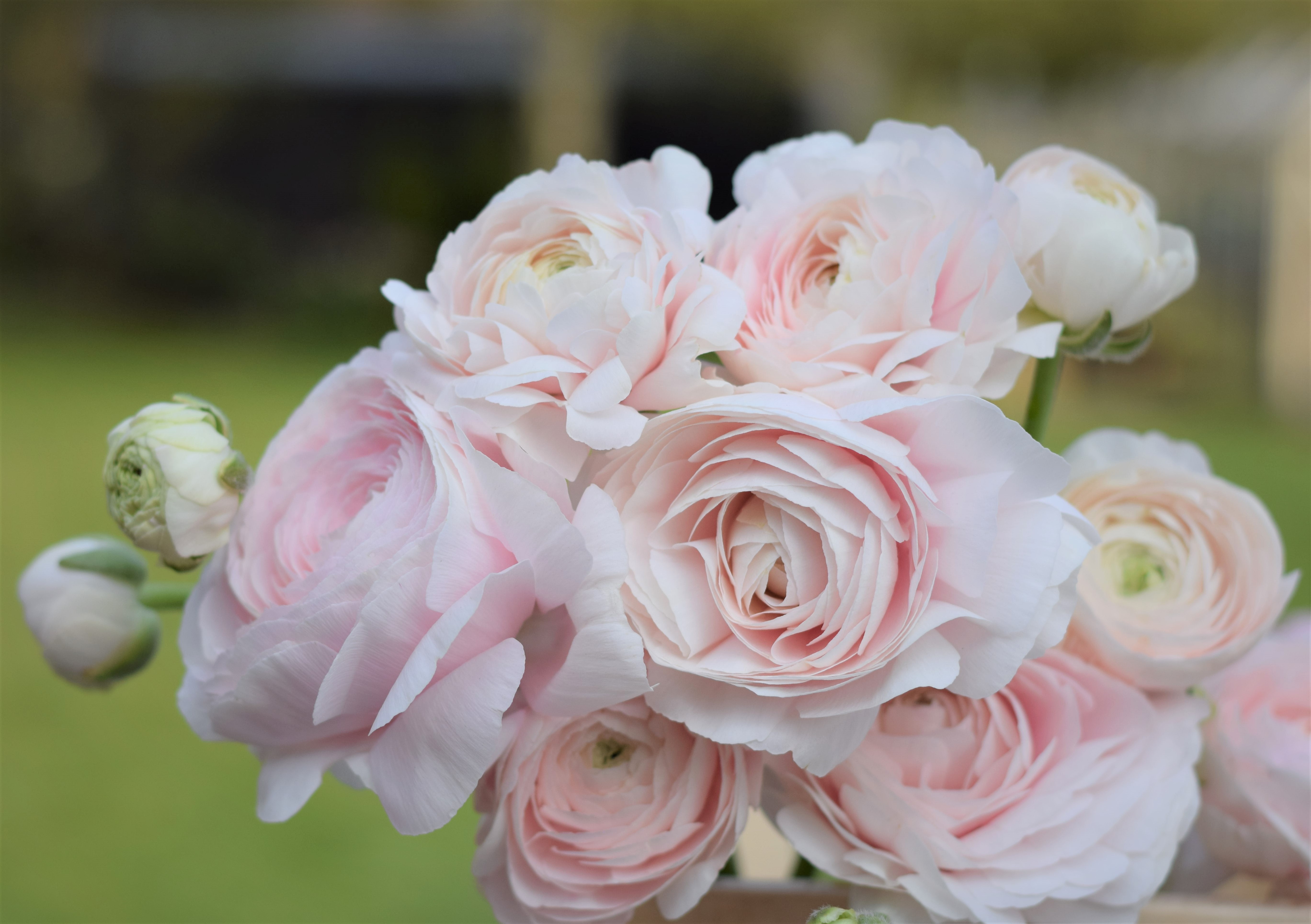 Ranunculus ‘CLONI SUCCESS® HANOI (abrochi)’ – Zoe Woodward Gardening