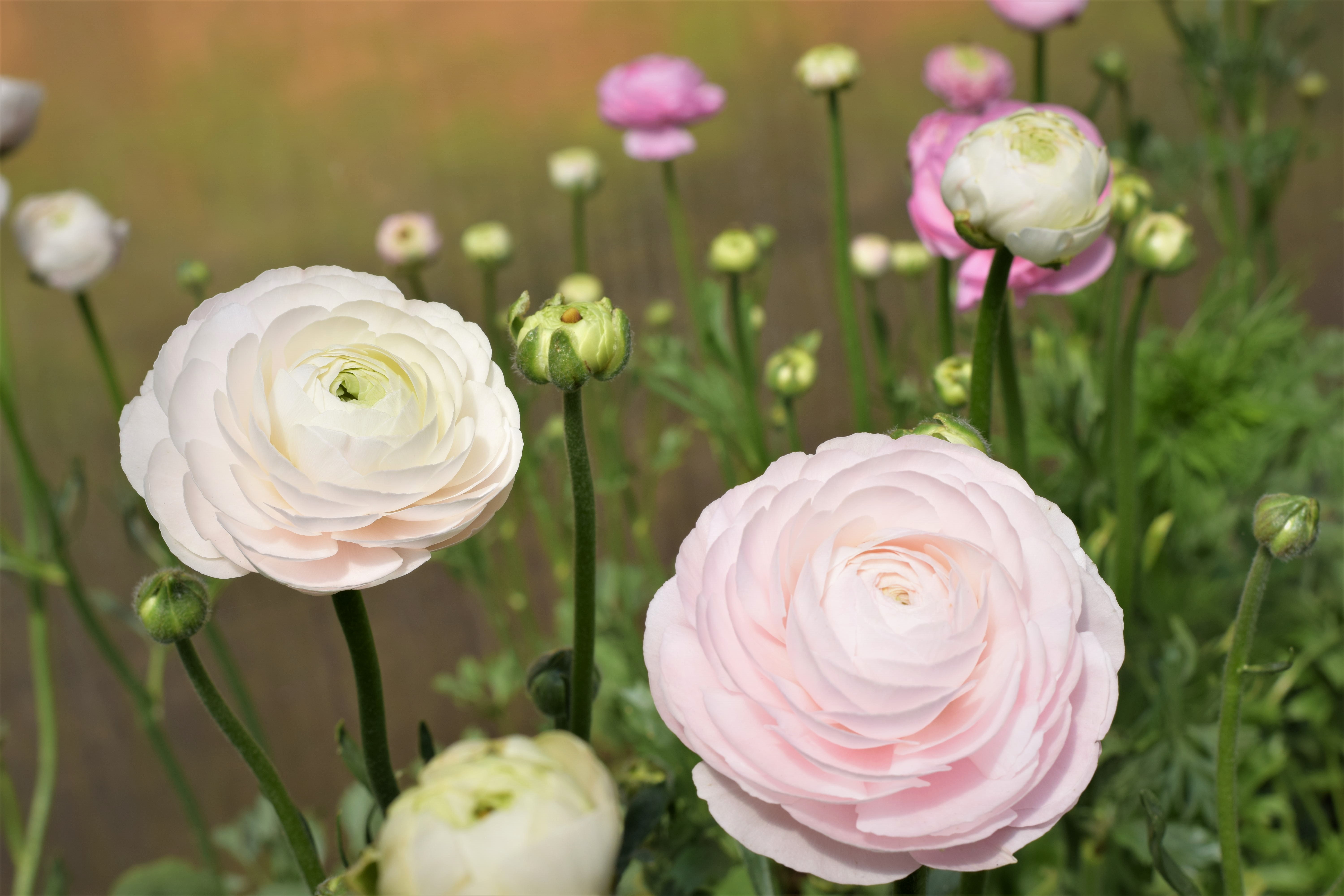 Ranunculus Elegance® ‘Pastello’ Growing – Zoe Woodward Gardening