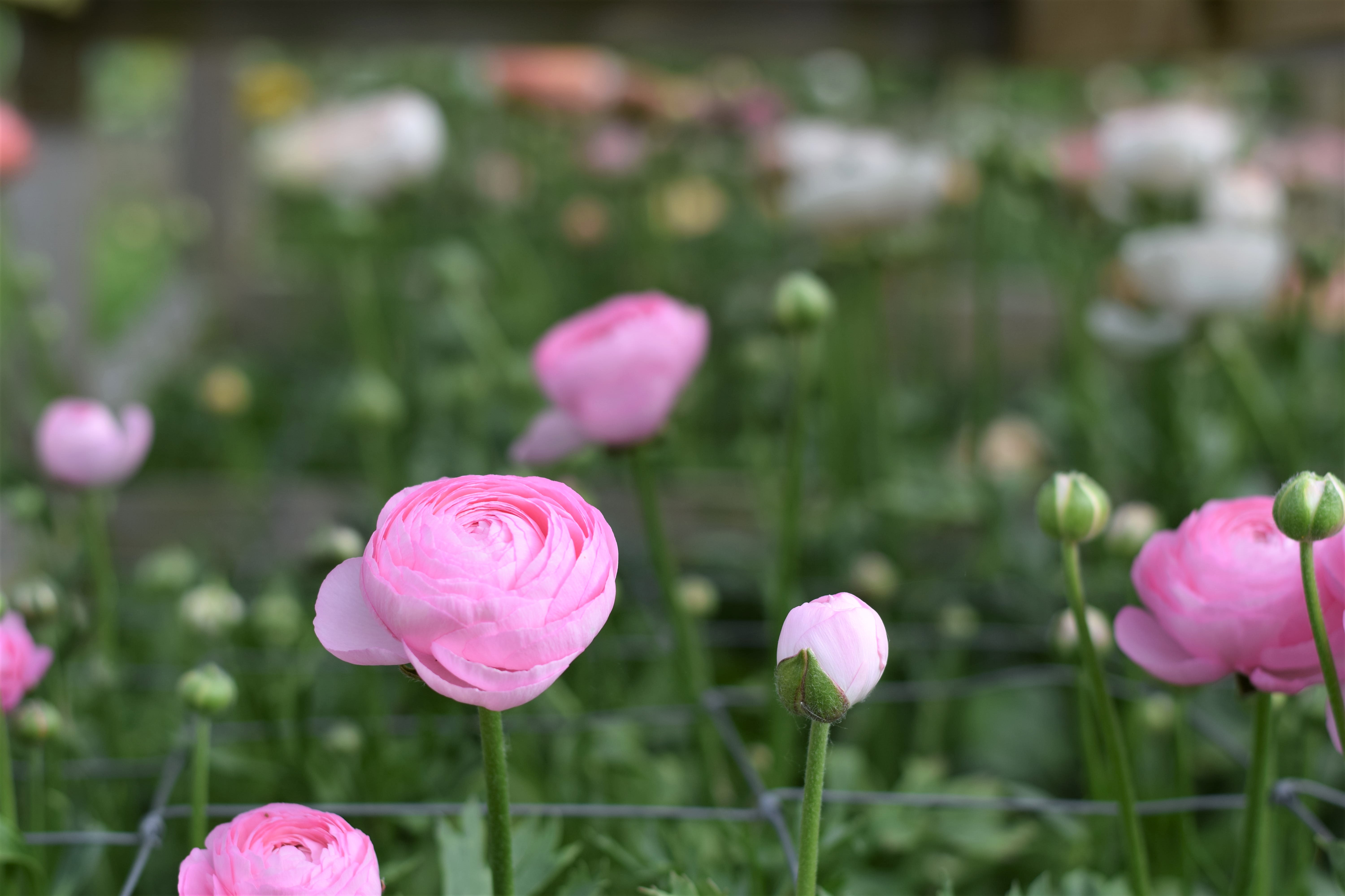 Ranunculus Elegance® ‘Pastello’ – Zoe Woodward Gardening