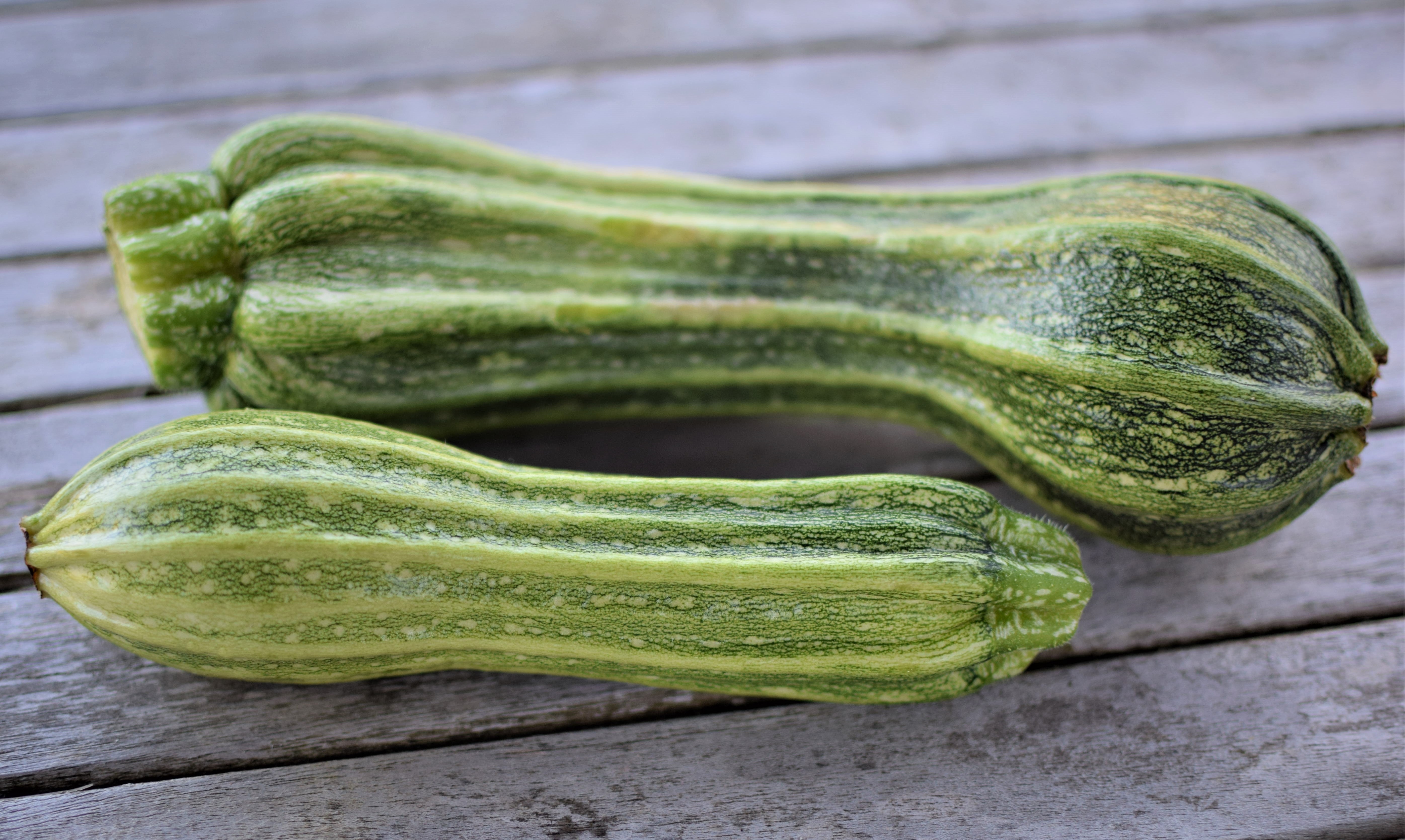 Courgette Romanesco 2 Crop – Zoe Woodward Gardening