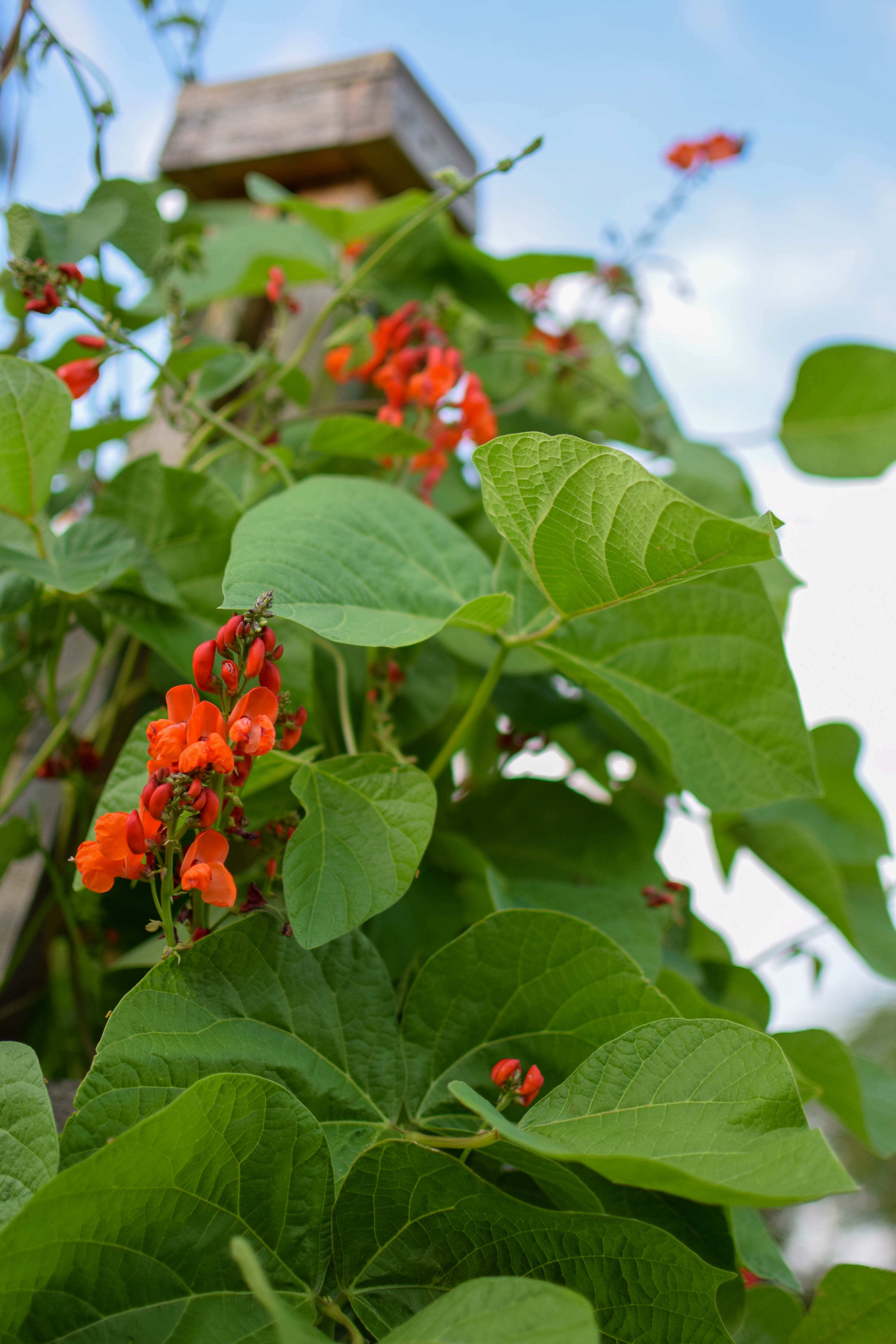 Runner Bean ‘Enorma’ Phaseolus coccineus – Zoe Woodward Gardening