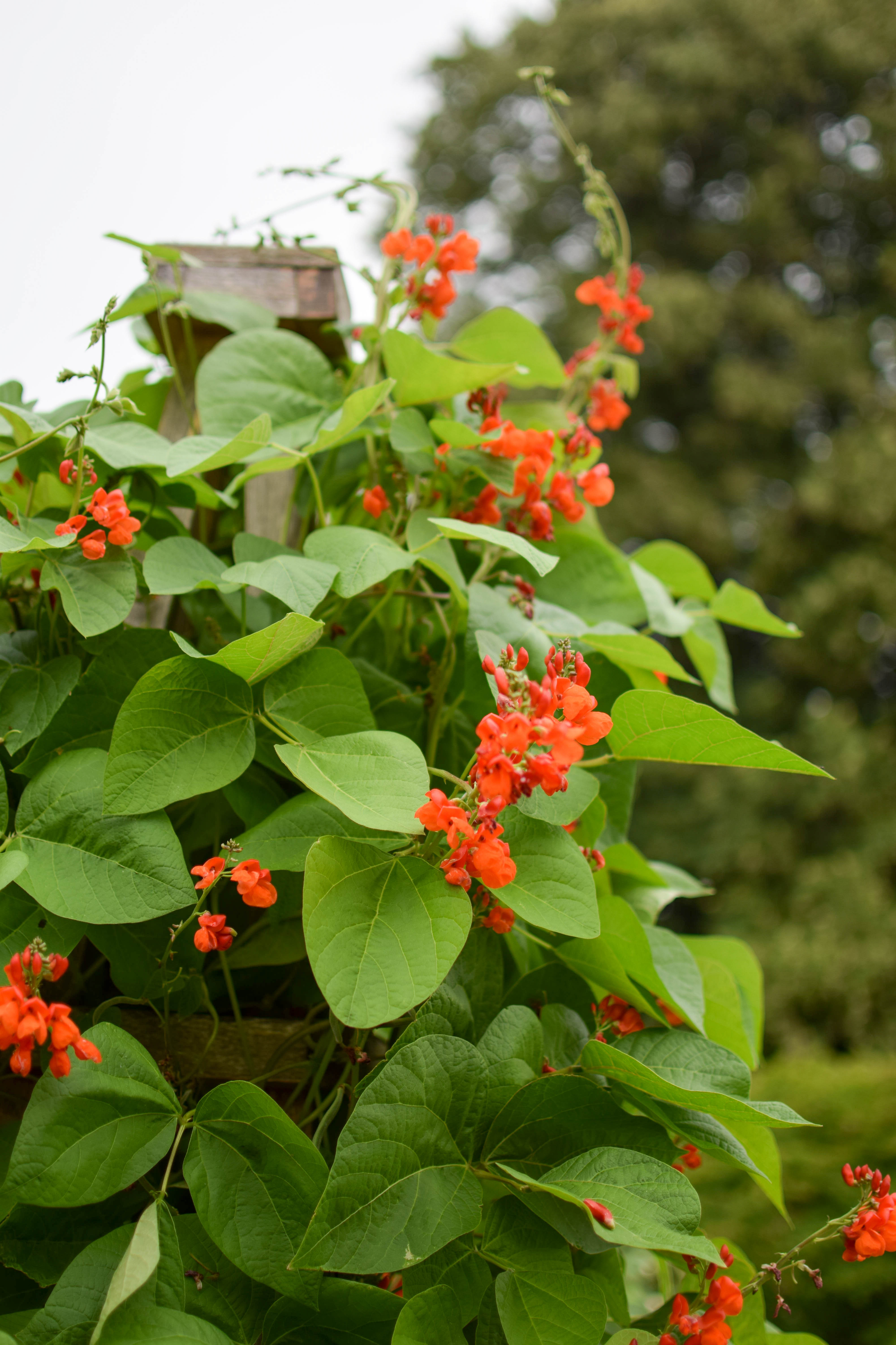 Runner Bean ‘Enorma’ Phaseolus coccineus – Zoe Woodward Gardening