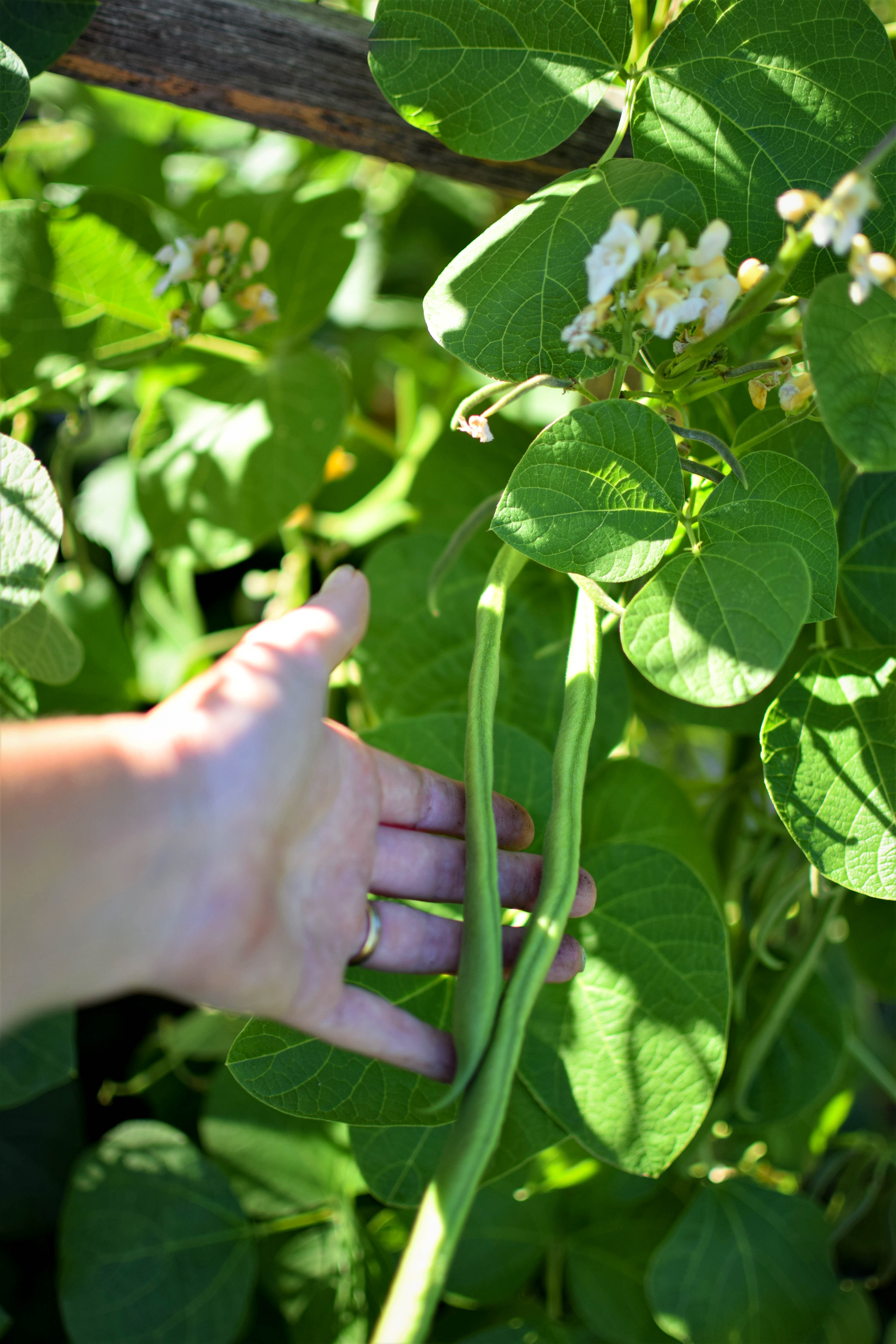 Runner Bean ‘White Lady’ Phaseolus coccineus – Zoe Woodward Gardening