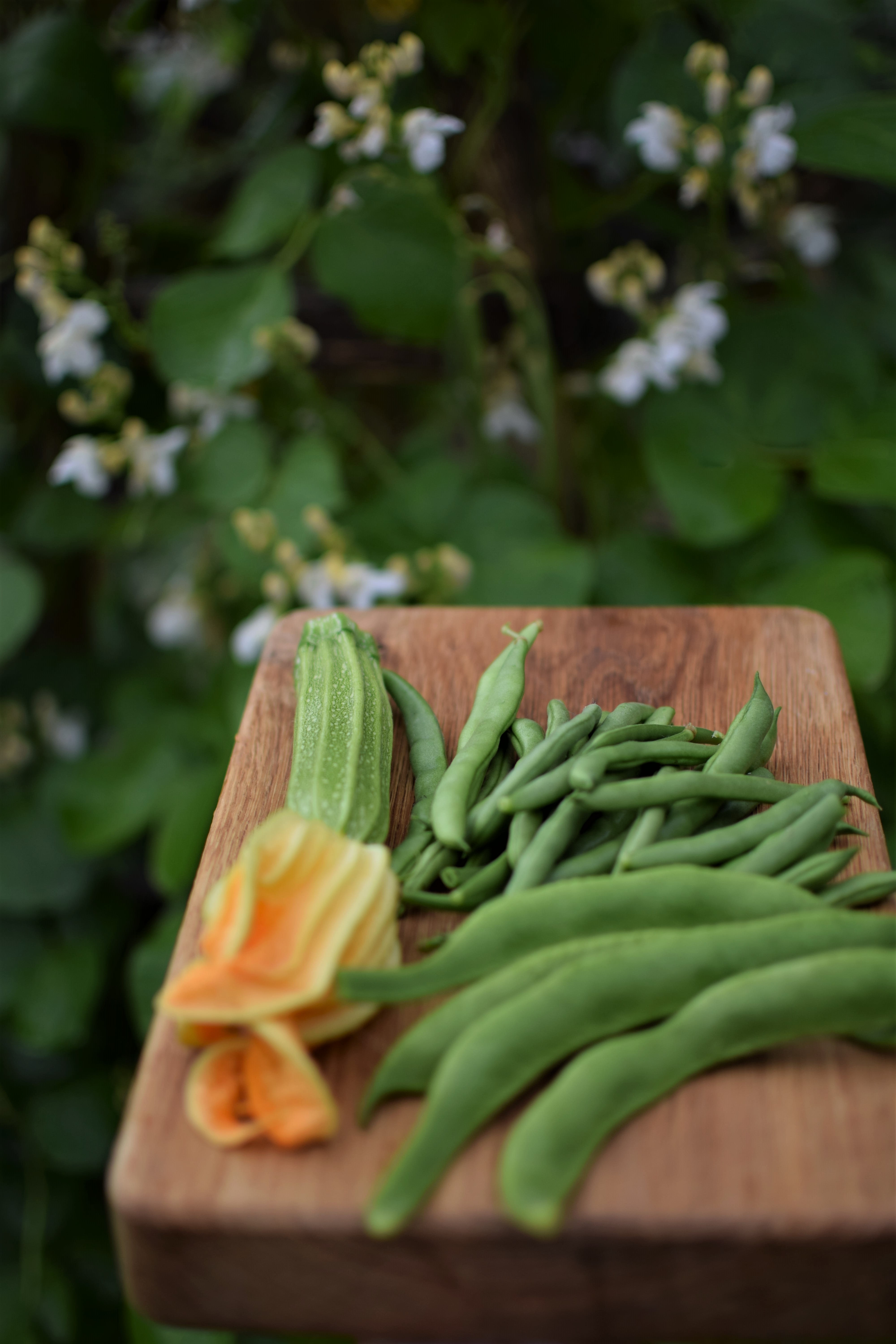 Runner Bean ‘White Lady’ Phaseolus coccineus – Zoe Woodward Gardening