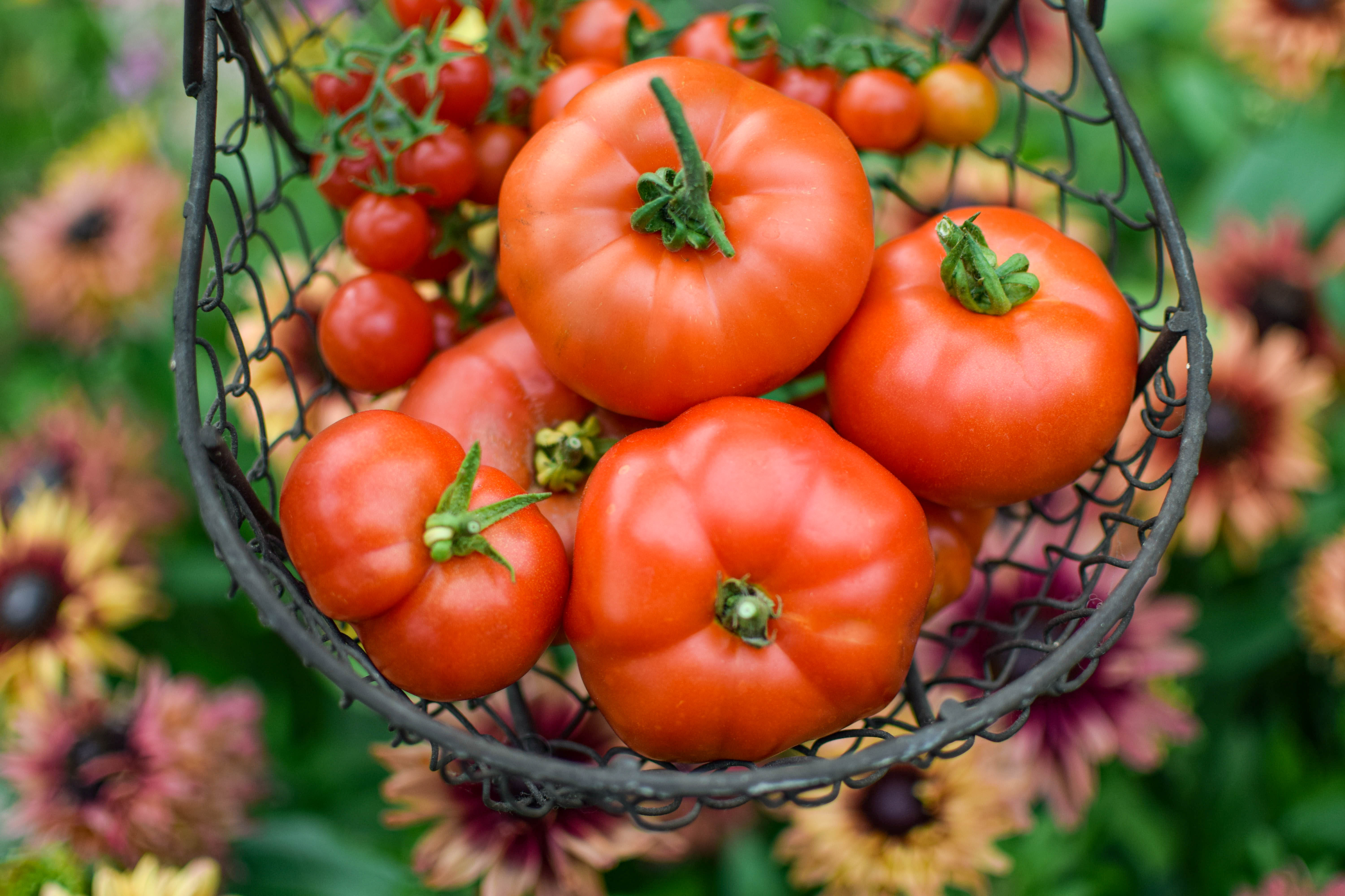 Tomato ‘Marmande’–Solanaceae lycopersicum – Zoe Woodward Gardening