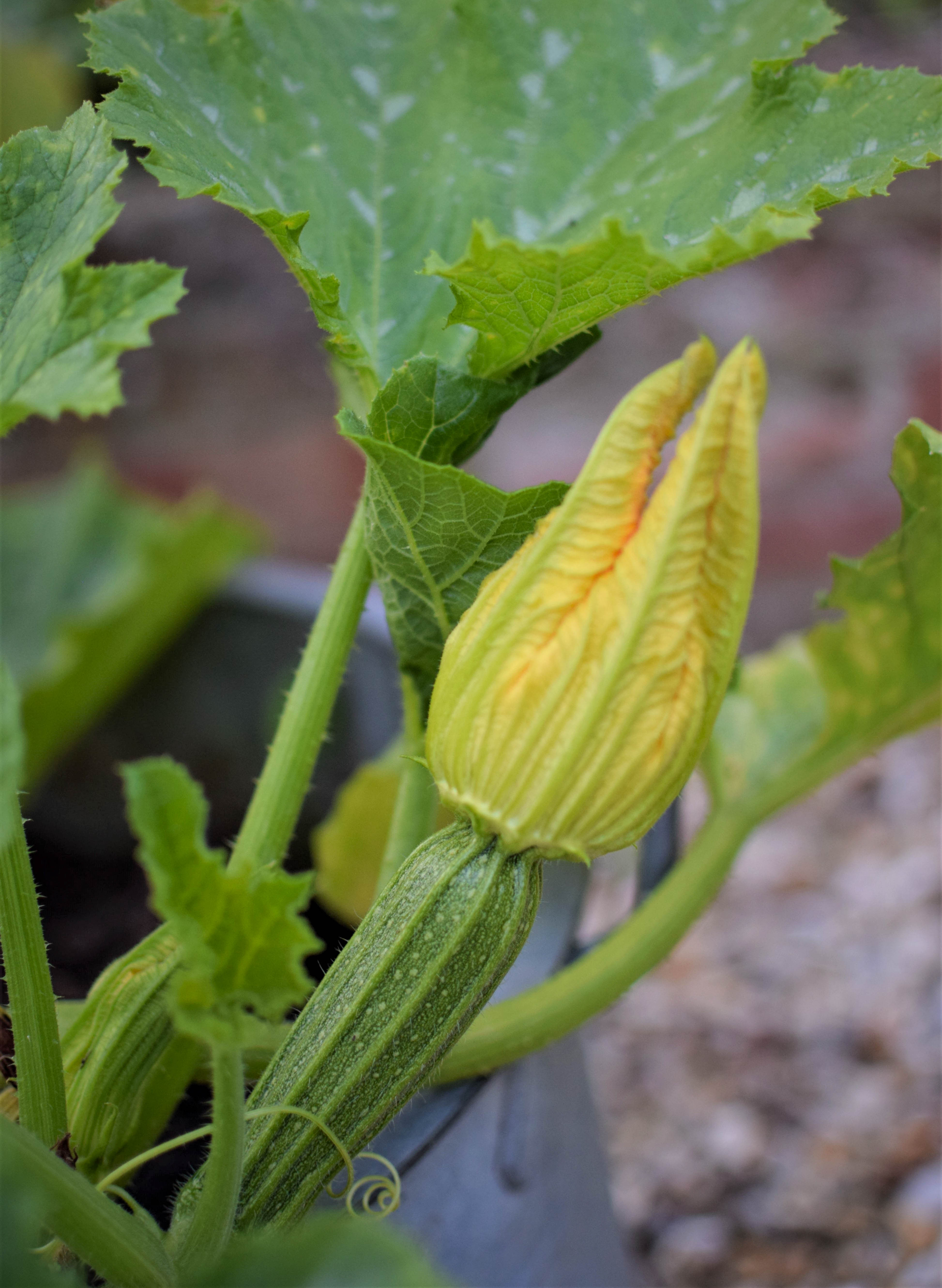 Courgette ‘Romanesco’–Cucurbita Pepo-1-2 – Zoe Woodward Gardening