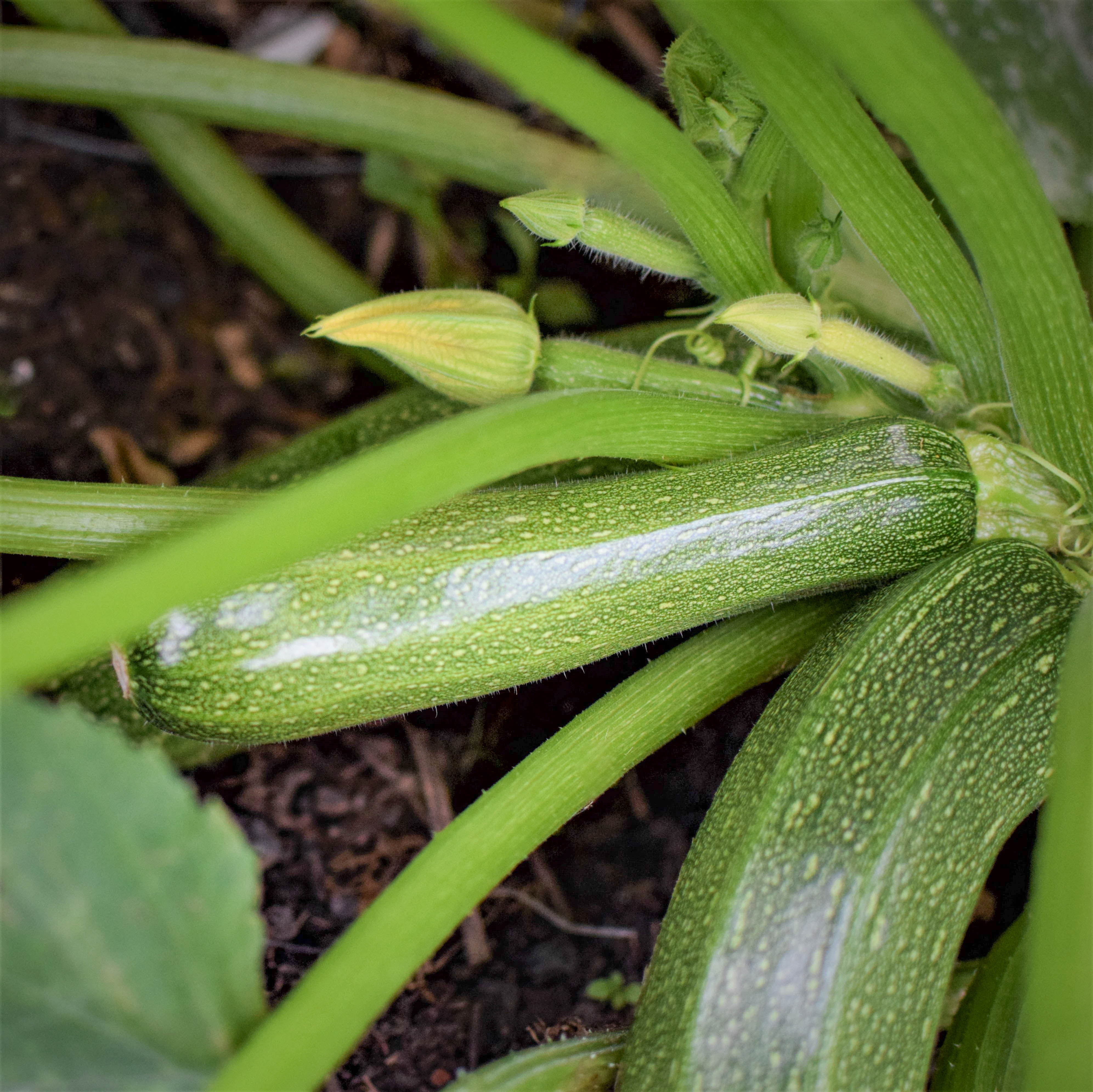 Courgette ‘Romanesco’–Cucurbita Pepo-1-4 – Zoe Woodward Gardening