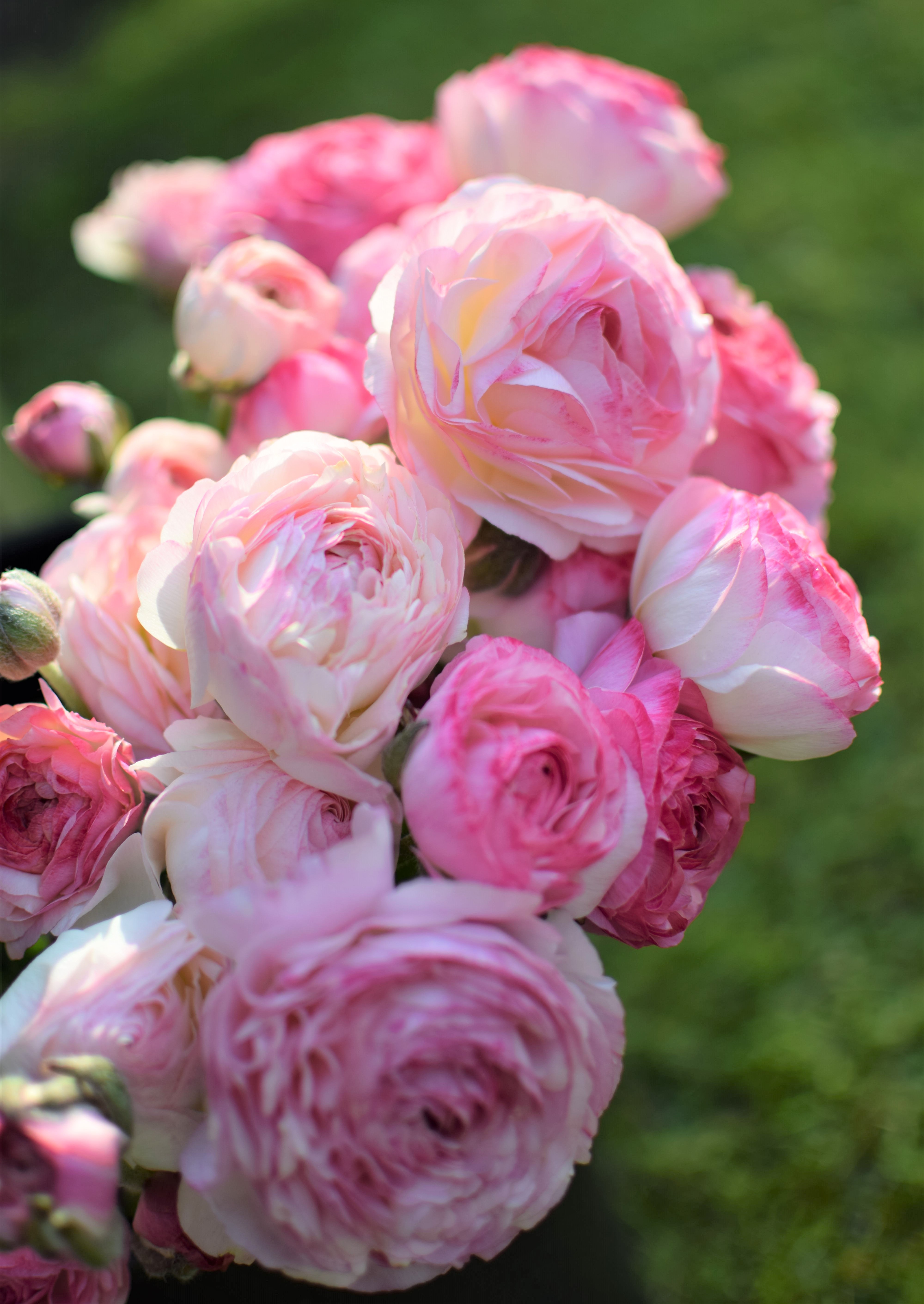 Rose Picotee (3) – Zoe Woodward Gardening