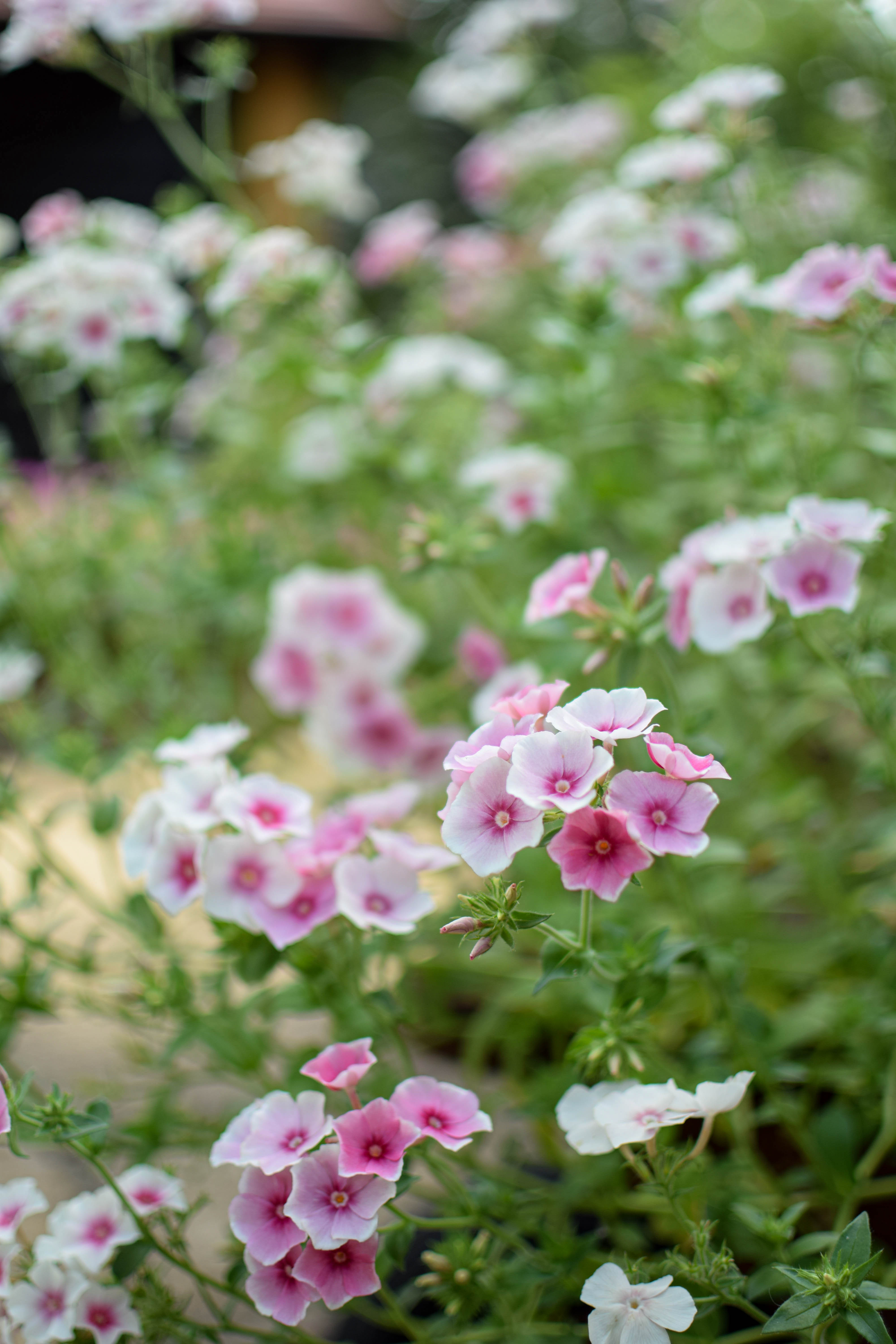 Phlox Blushing Bride 2-0245 – Zoe Woodward Gardening