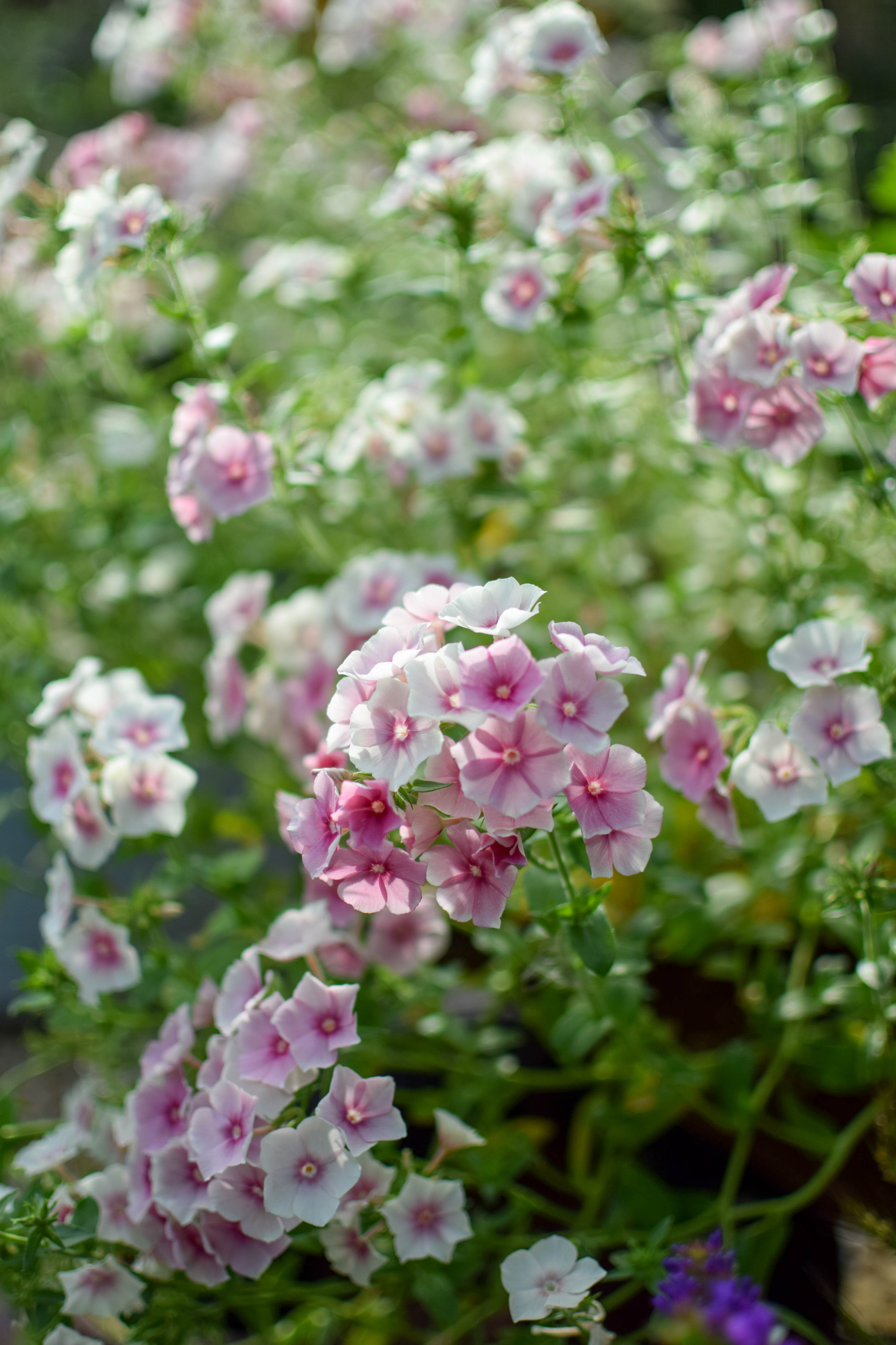 Phlox Blushing Bride 4-0448 – Zoe Woodward Gardening