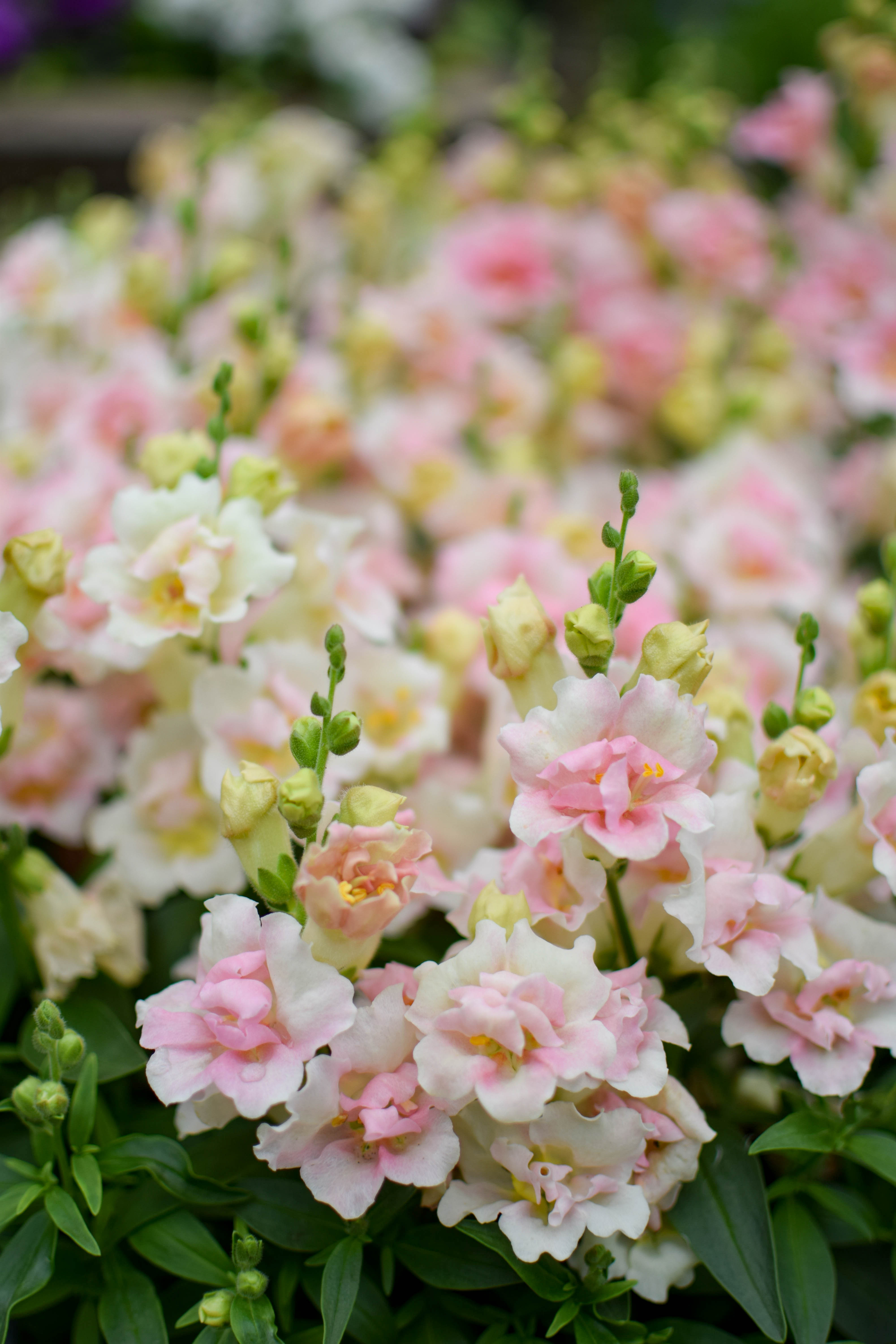 Snap Appleblossom -0999 – Zoe Woodward Gardening