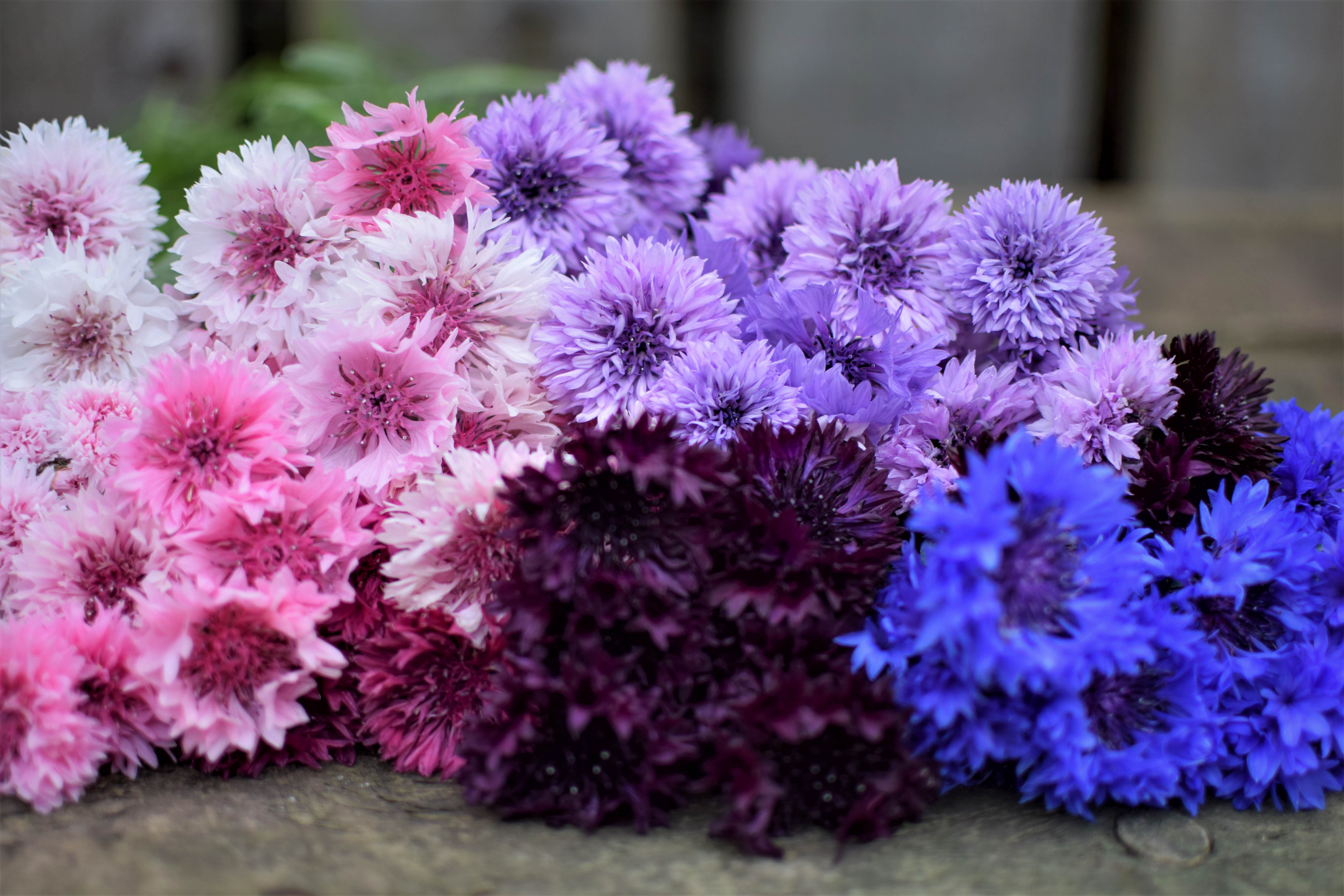 Cornflower Ball Mix – Zoe Woodward Gardening